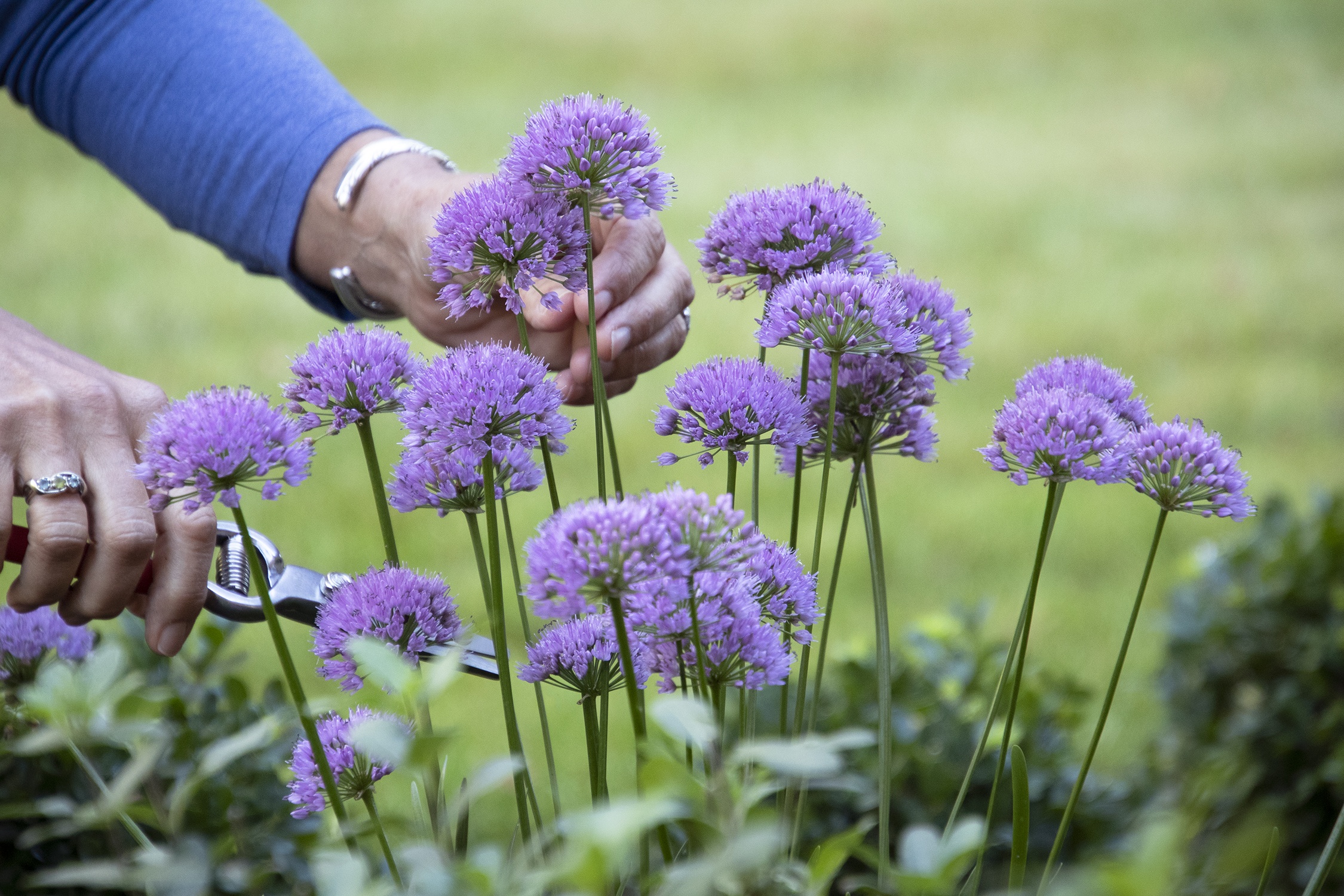 Millenium Ornamental Onion, Allium hybrid 'ALLMIG1', Monrovia Plant