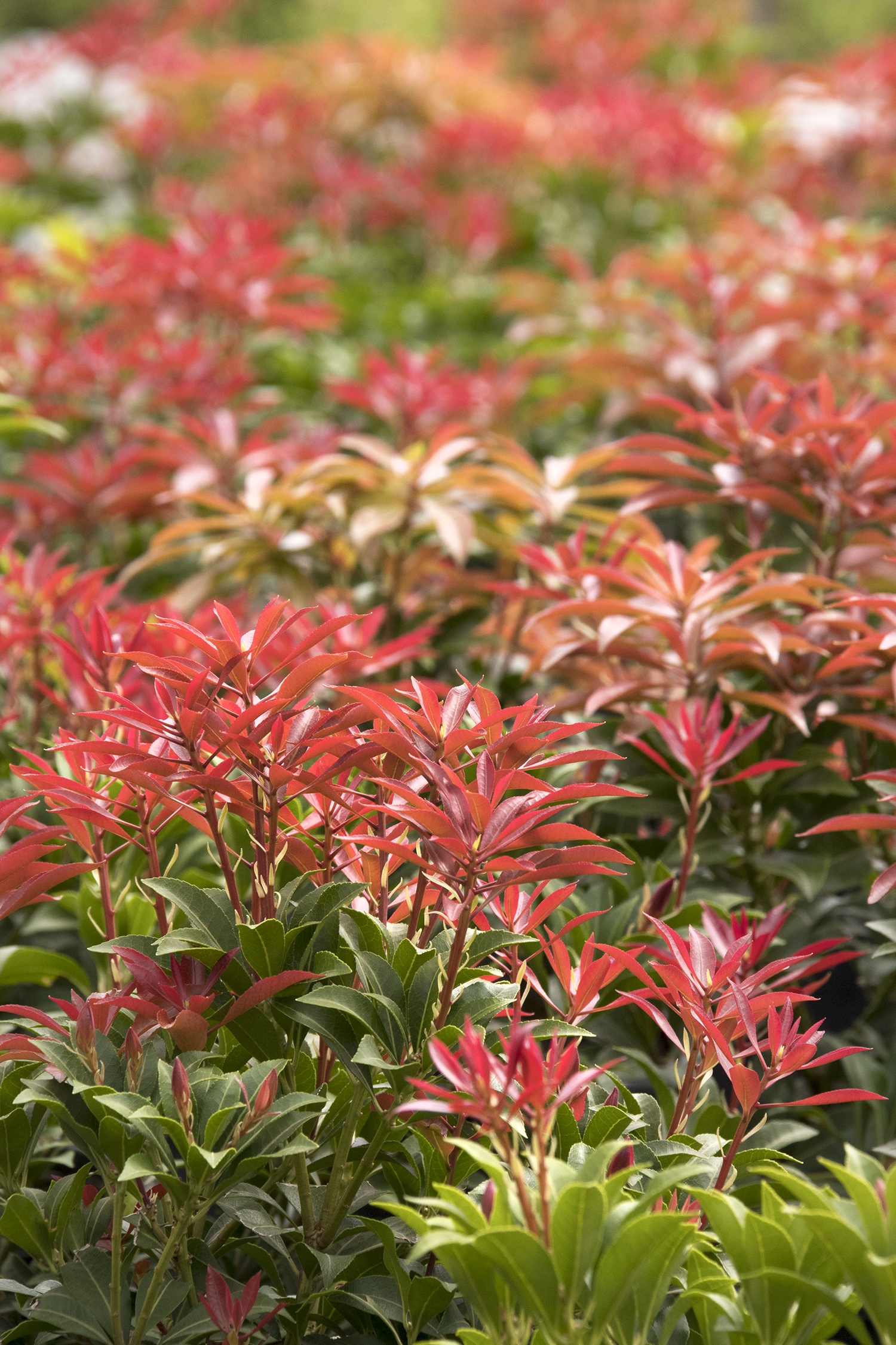 Mountain Fire Pieris, Pieris japonica 'Mountain Fire', Monrovia Plant