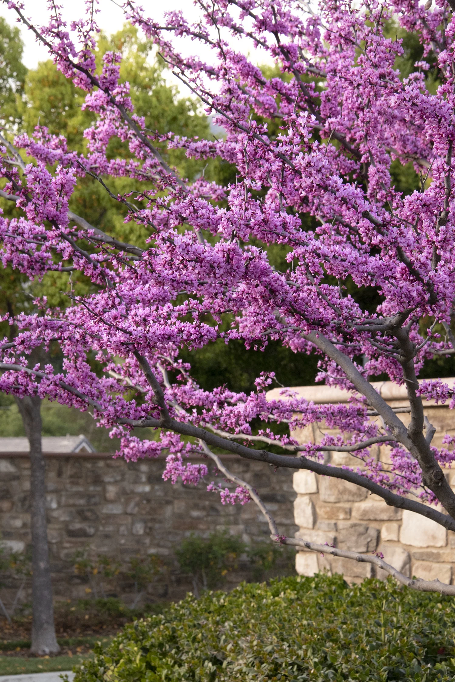 Forest Pansy Redbud, Cercis canadensis 'Forest Pansy', Monrovia Plant