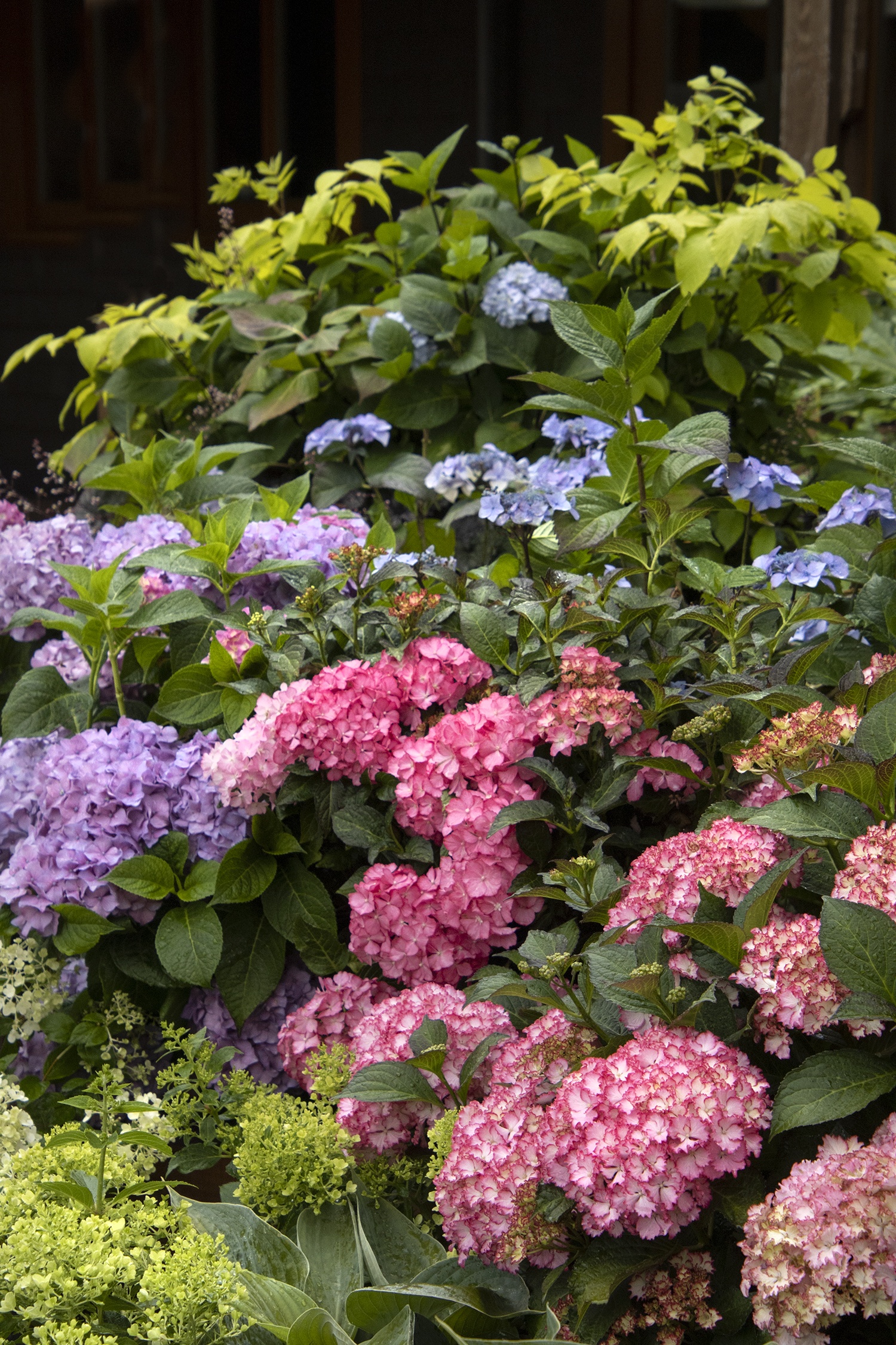 Seaside Serenade® Hamptons Hydrangea, Monrovia Plant