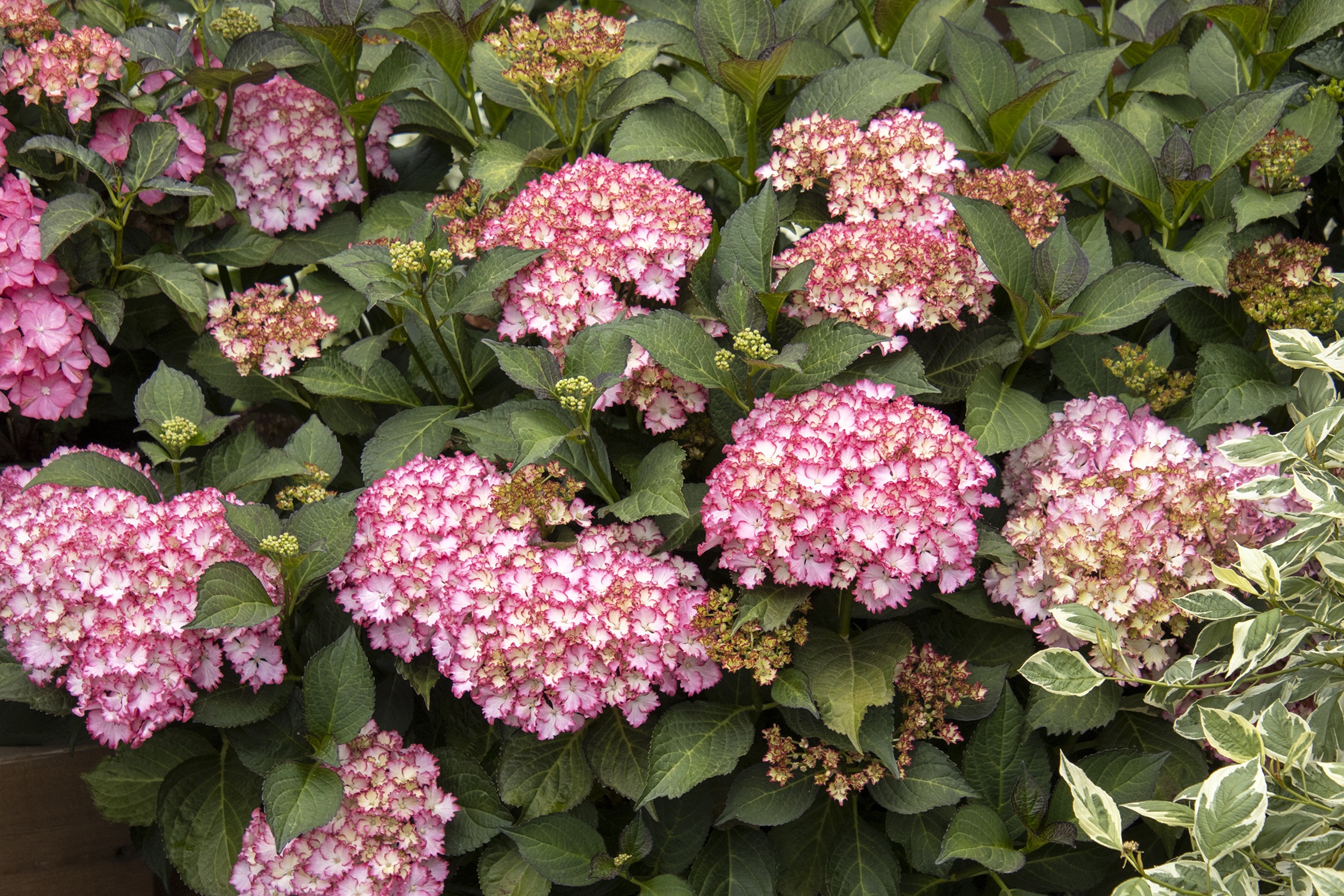Seaside Serenade® Fire Island Hydrangea, Monrovia Plant