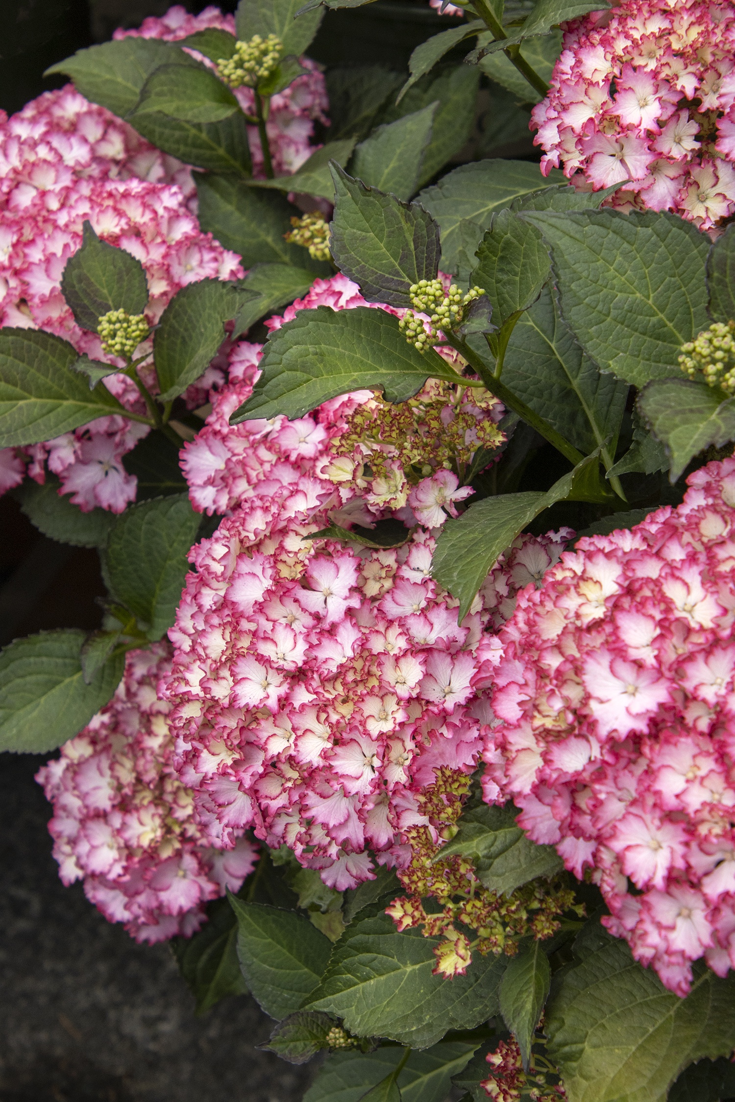 Seaside Serenade® Fire Island Hydrangea, Monrovia Plant