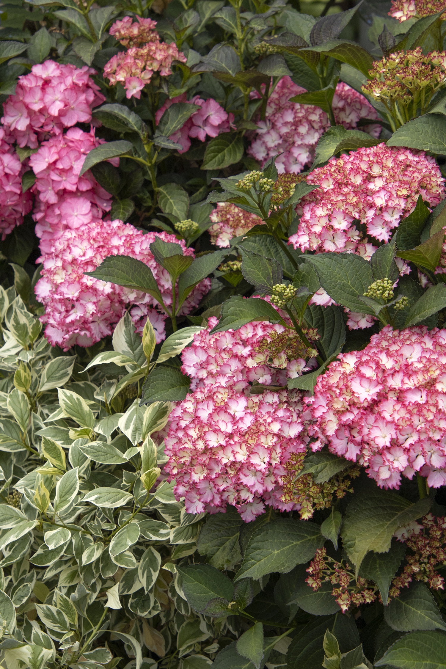 Seaside Serenade® Fire Island Hydrangea, Monrovia Plant