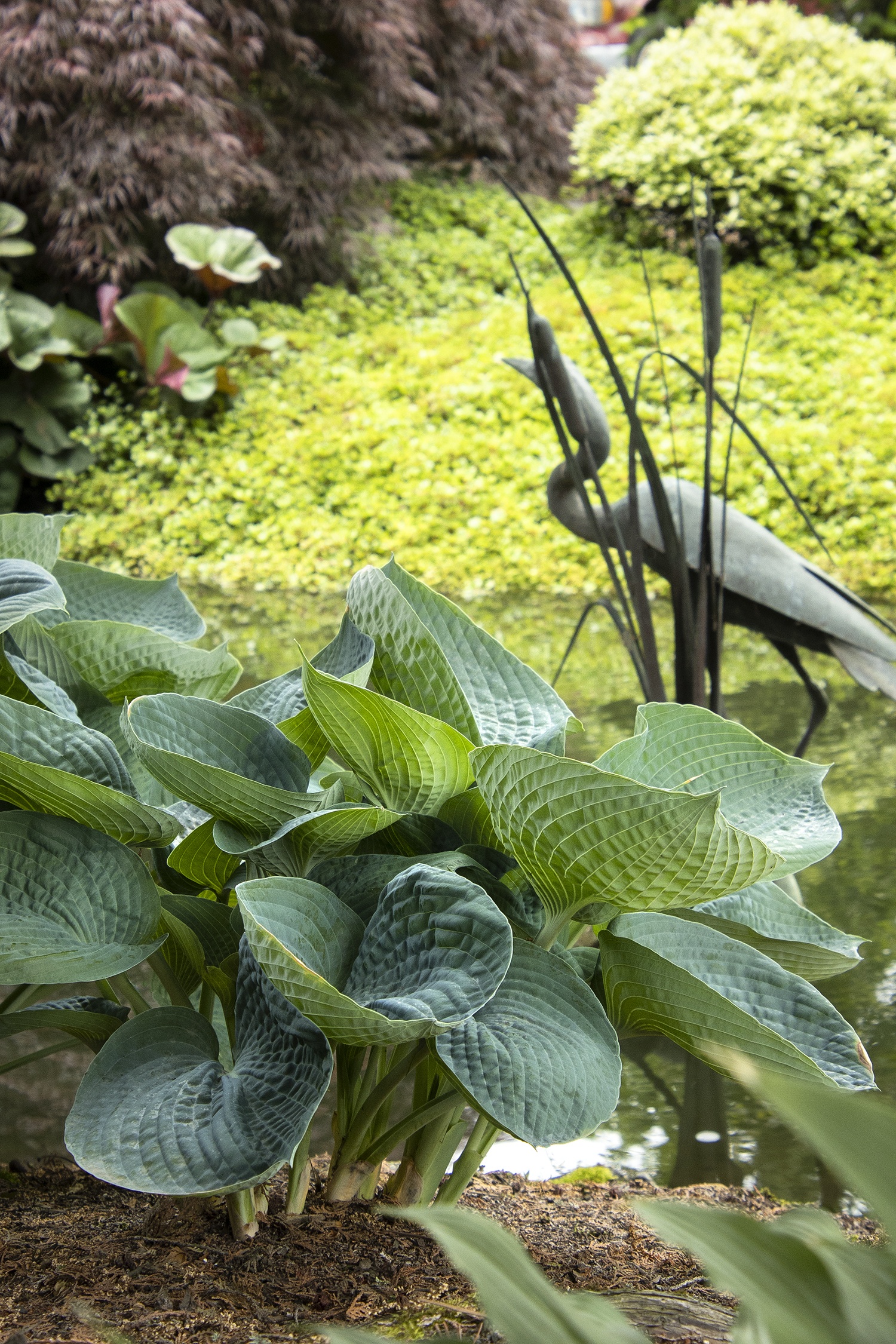 Abiqua Drinking Gourd Hosta, Hosta x 'Abiqua Drinking Gourd'