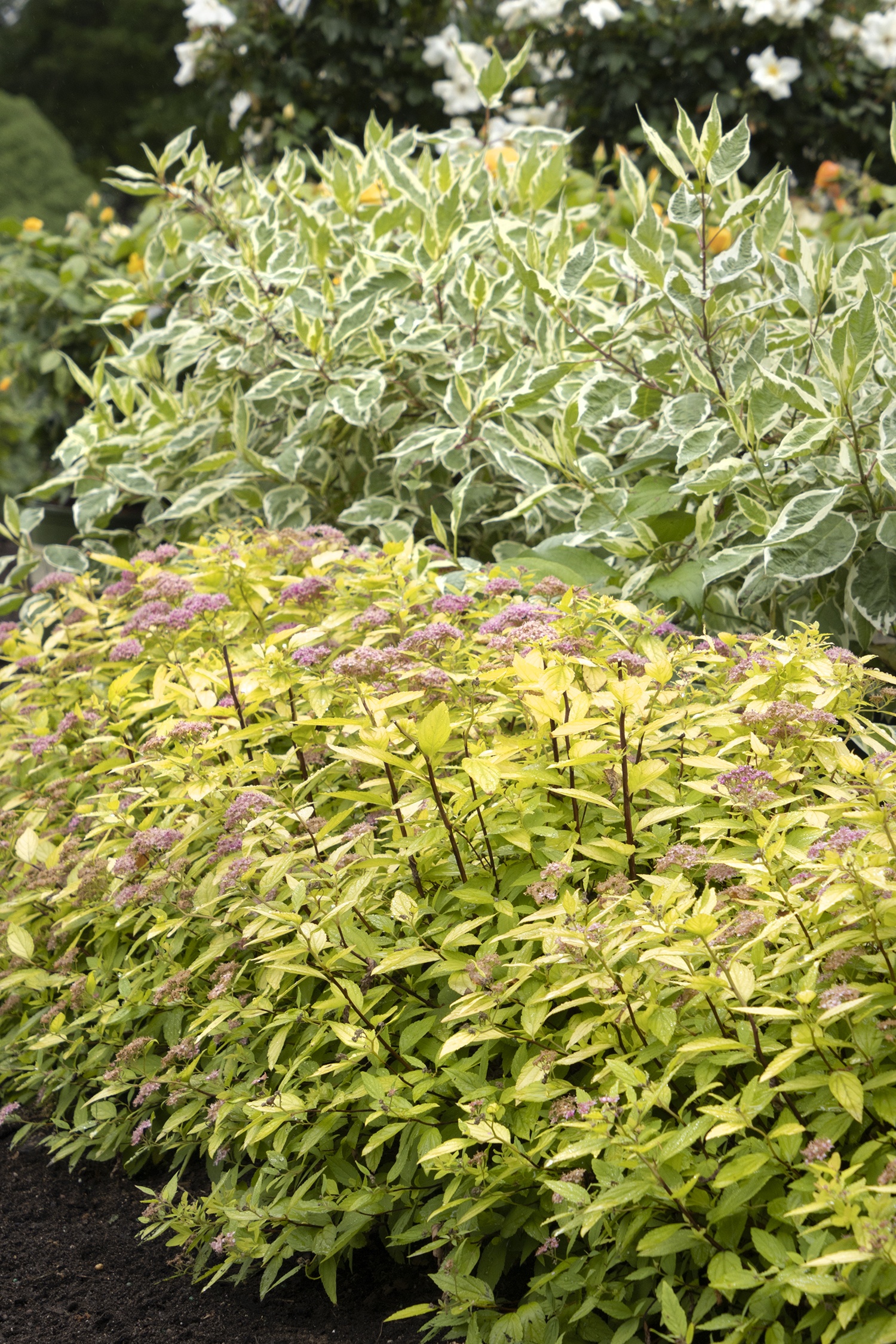 Lil' Sizzle® Spirea, Spiraea japonica 'SMSJMLG' PP #30,709, Monrovia Plant