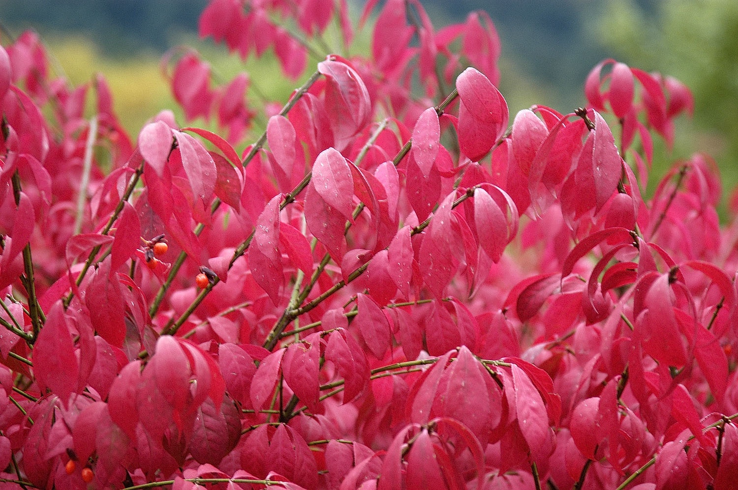 Dwarf Burning Bush, Euonymus alatus 'Compactus', Monrovia Plant
