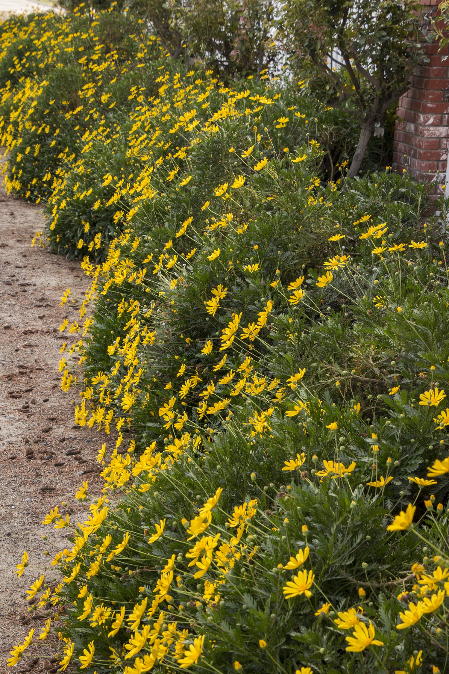 Green-Leaved Euryops, Euryops pectinatus 'Viridis', Monrovia Plant