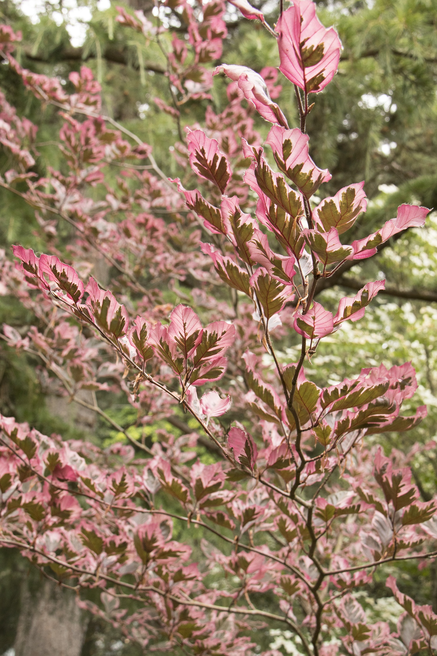 Tricolor European Beech, Fagus sylvatica 'Tricolor', Monrovia Plant