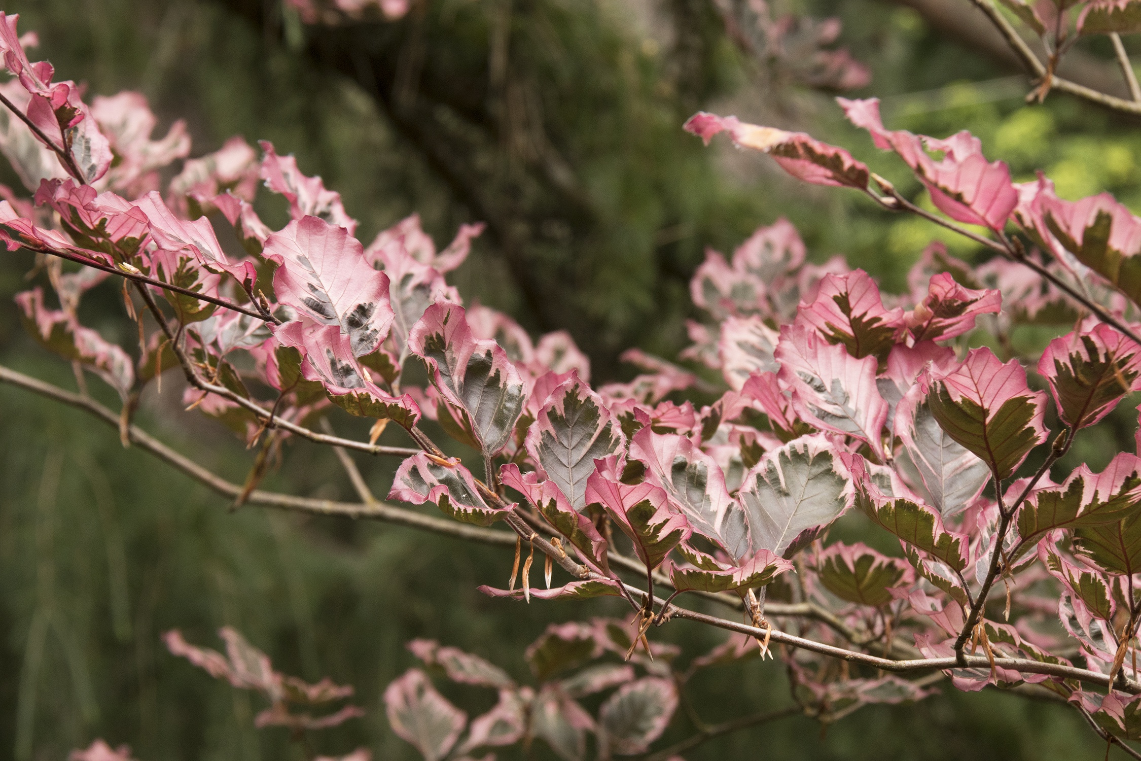 Tricolor European Beech, Fagus sylvatica 'Tricolor', Monrovia Plant