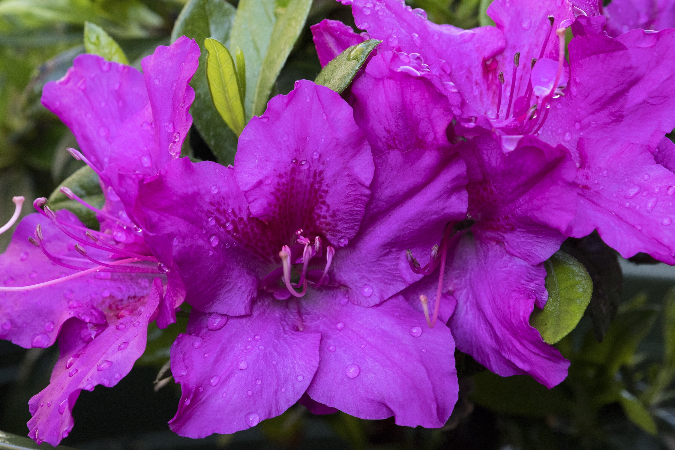 Double Shot® Grape Azalea, Rhododendron x 'RLH1-14P14' PP #24,751