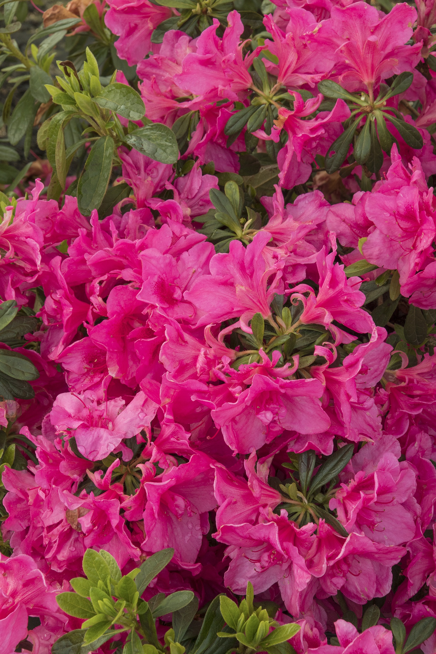 Rose Glow Azalea, Azalea indica 'Rose Glow', Monrovia Plant