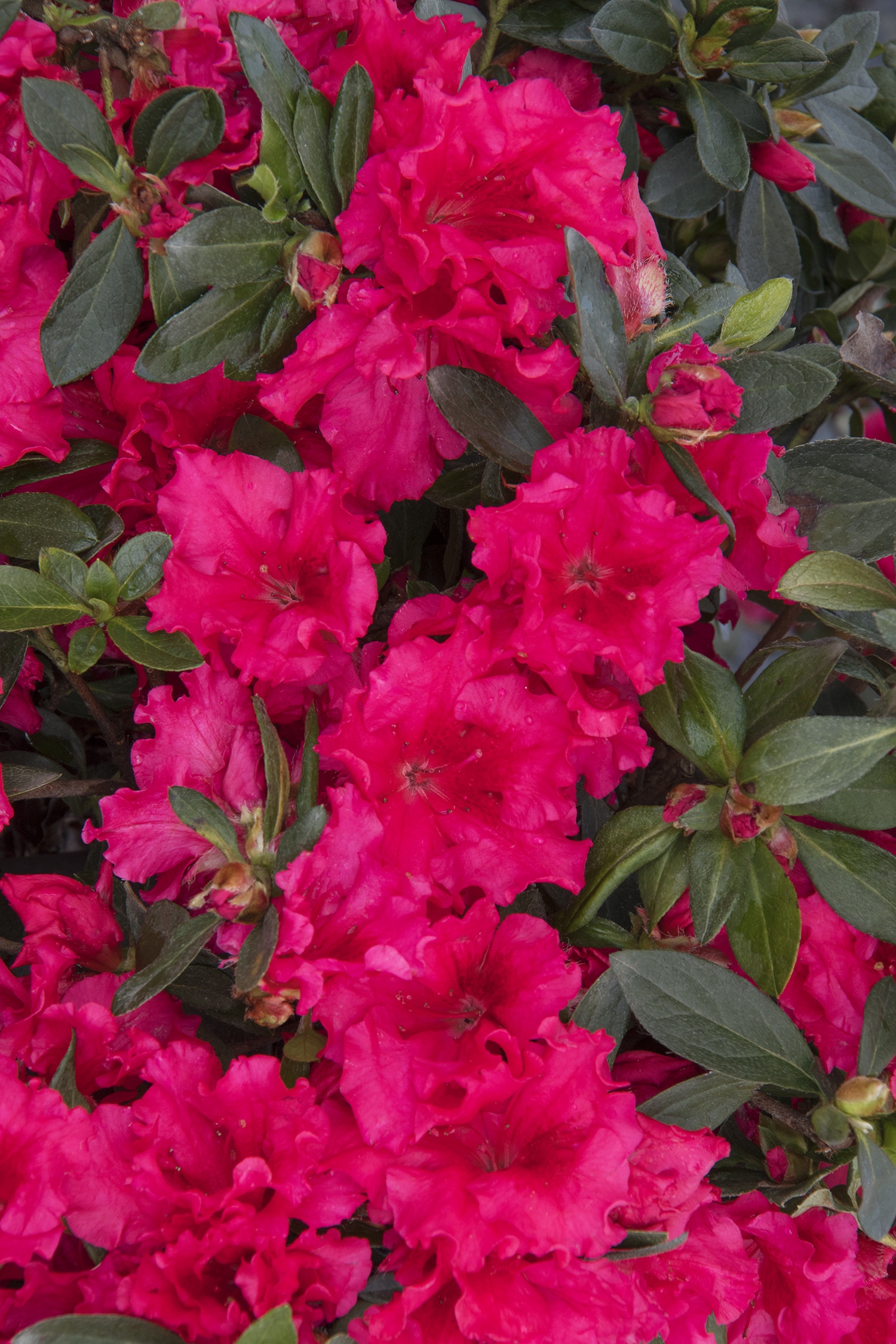 Red Ruffles Azalea, Azalea x 'Red Ruffles' (Rutherfordiana hybrid)