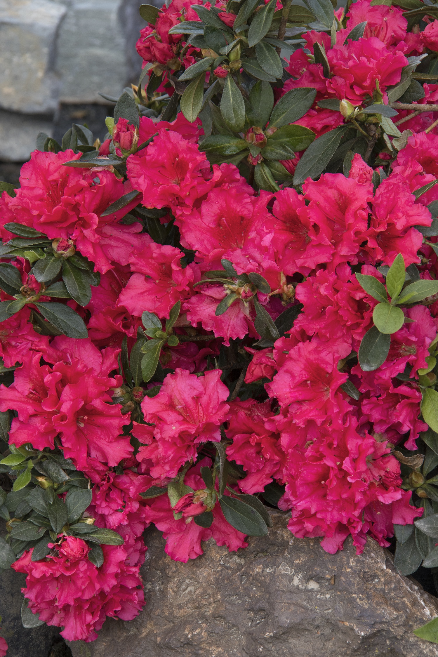 Red Ruffles Azalea, Azalea x 'Red Ruffles' (Rutherfordiana hybrid)
