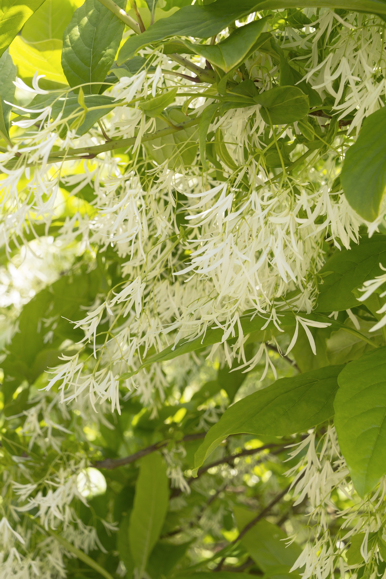White Fringe Tree, Chionanthus virginicus, Monrovia Plant