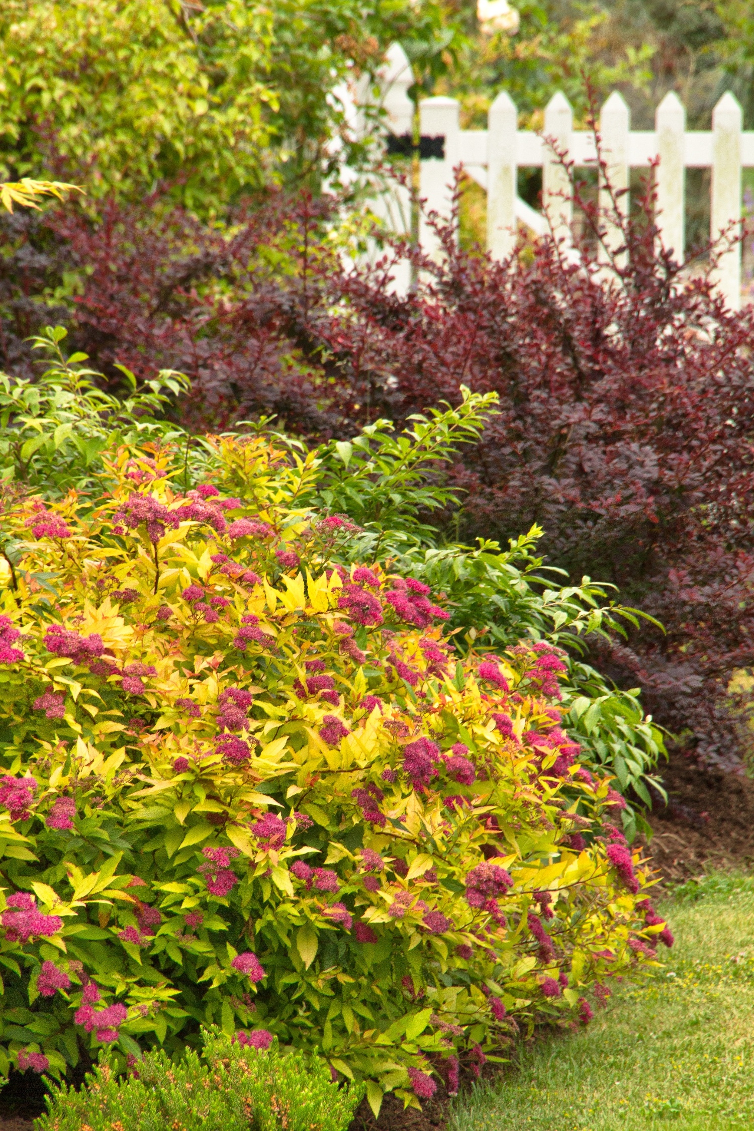 Goldflame Spirea, Spiraea x bumalda 'Goldflame', Monrovia Plant