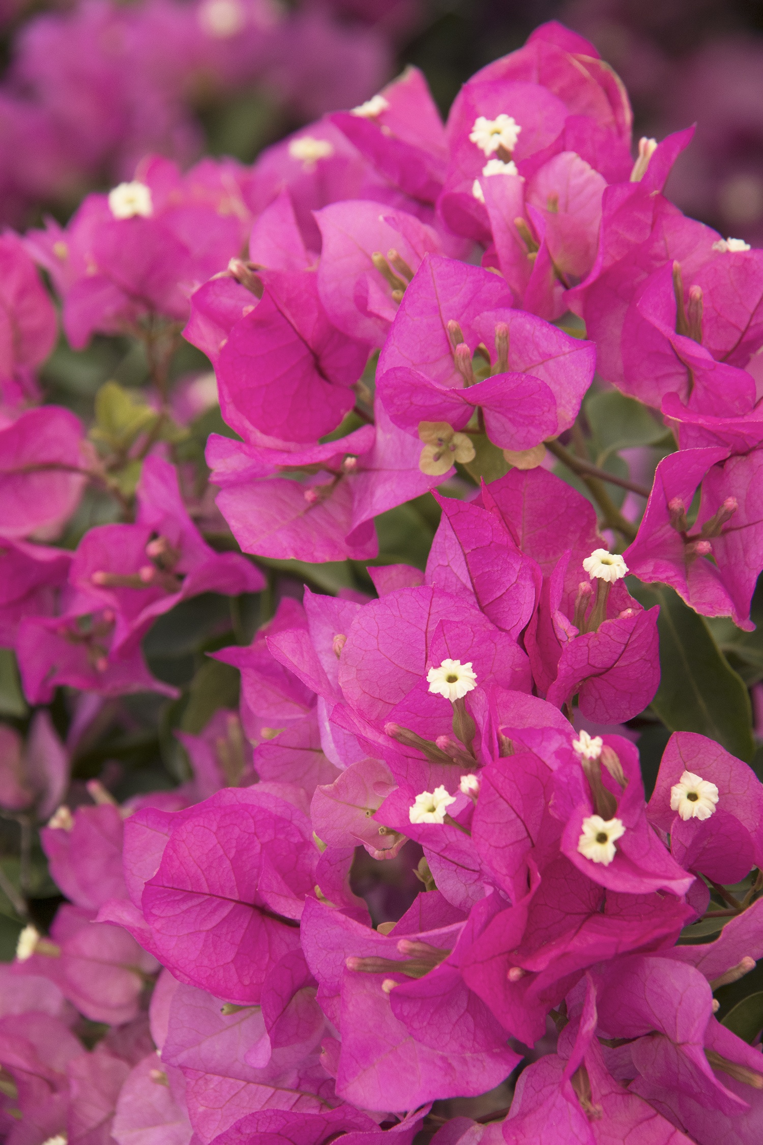 Bougainvillea breazy texas