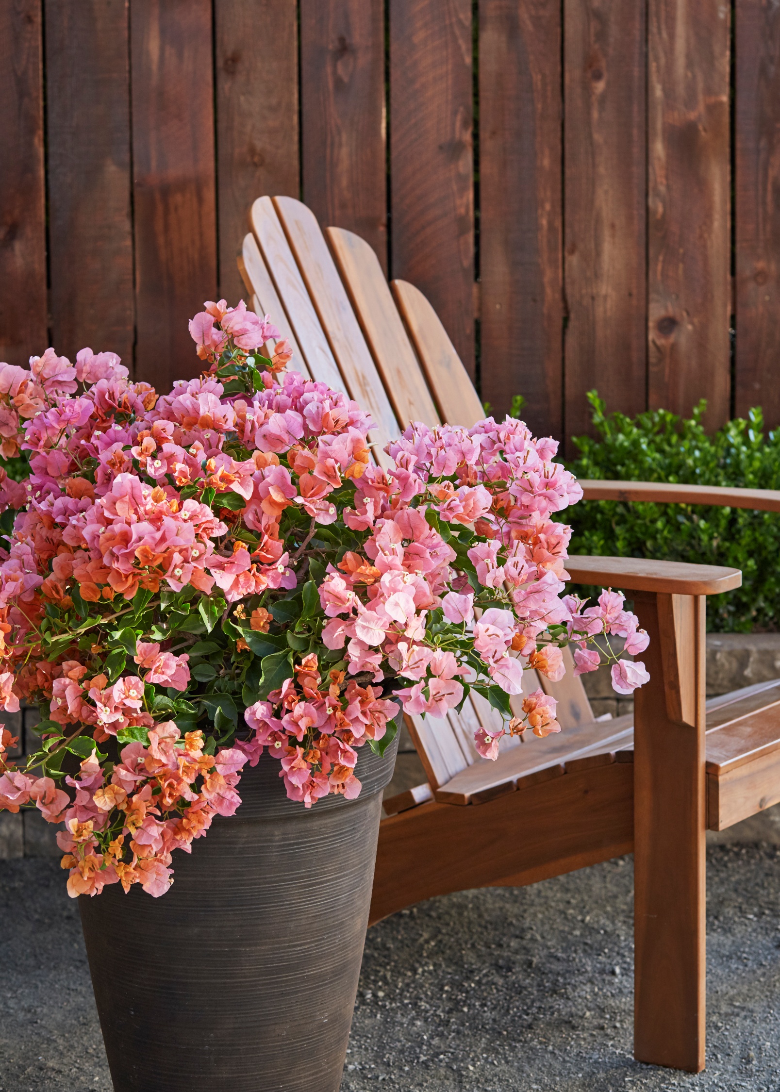 Rosenka Bougainvillea, Bougainvillea 'Rosenka', Monrovia Plant