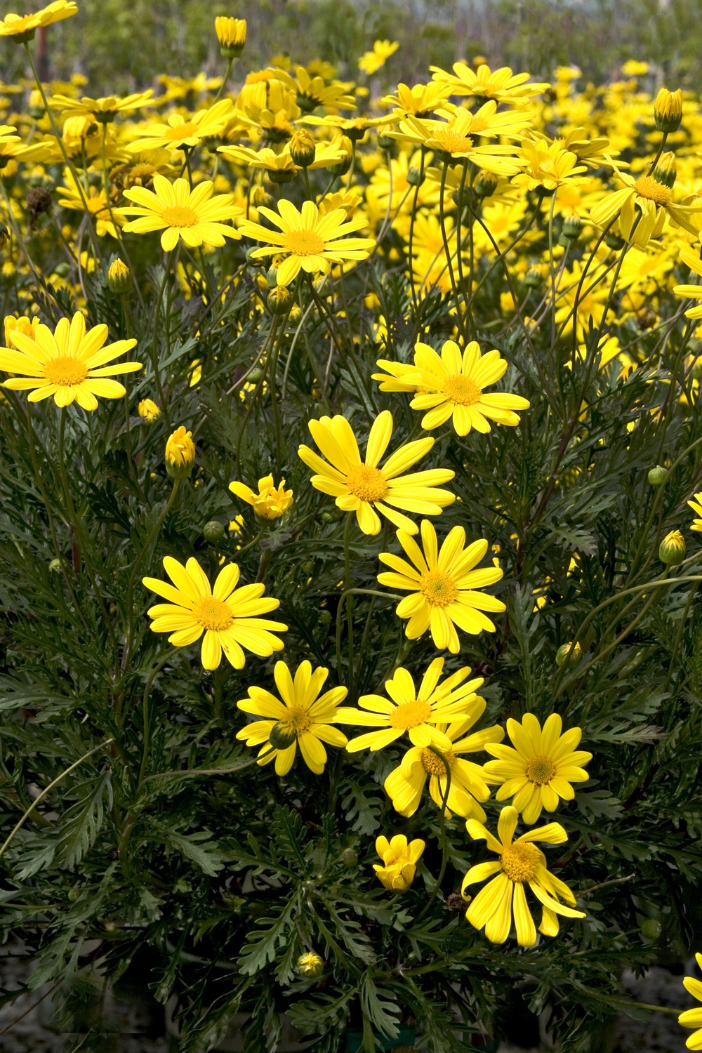 Green-Leaved Euryops, Euryops pectinatus 'Viridis', Monrovia Plant