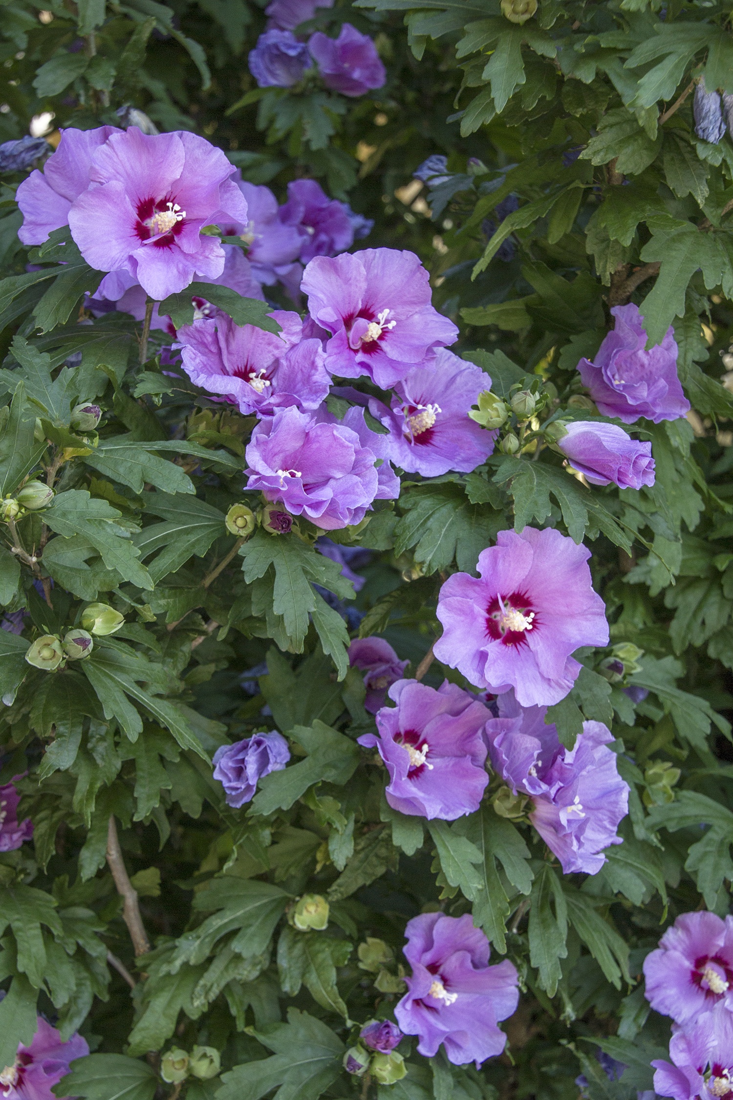 Minerva Rose of Sharon, Hibiscus syriacus 'Minerva', Monrovia Plant