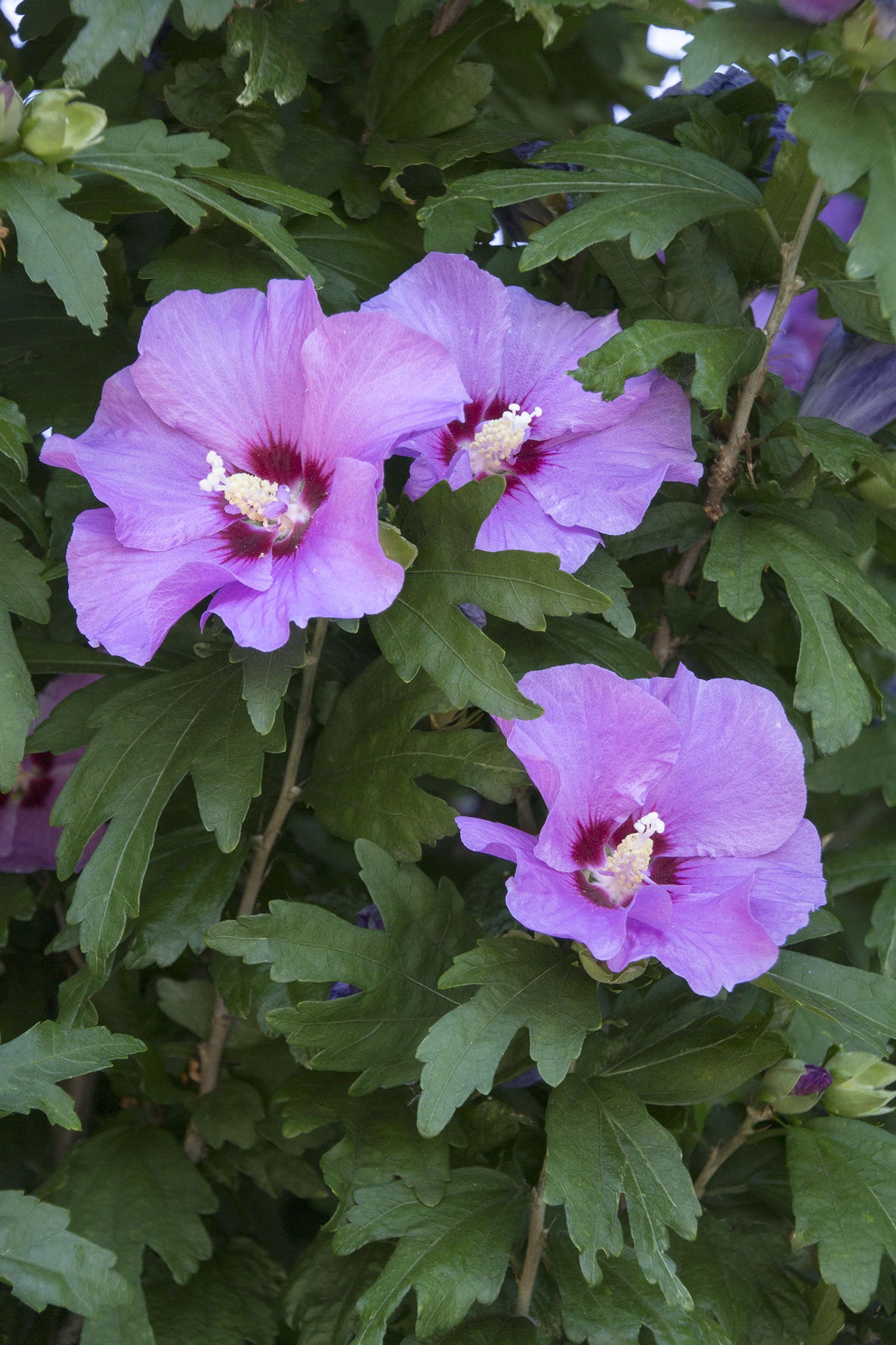 Minerva Rose of Sharon, Hibiscus syriacus 'Minerva', Monrovia Plant