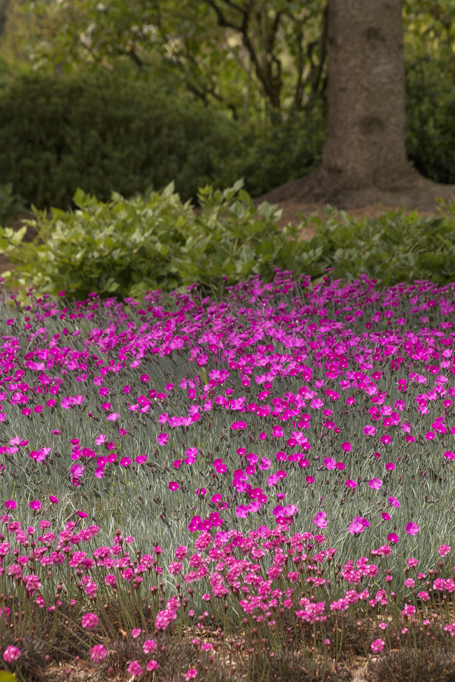 Firewitch Dianthus, Dianthus gratianopolitanus 'Firewitch', Monrovia Plant