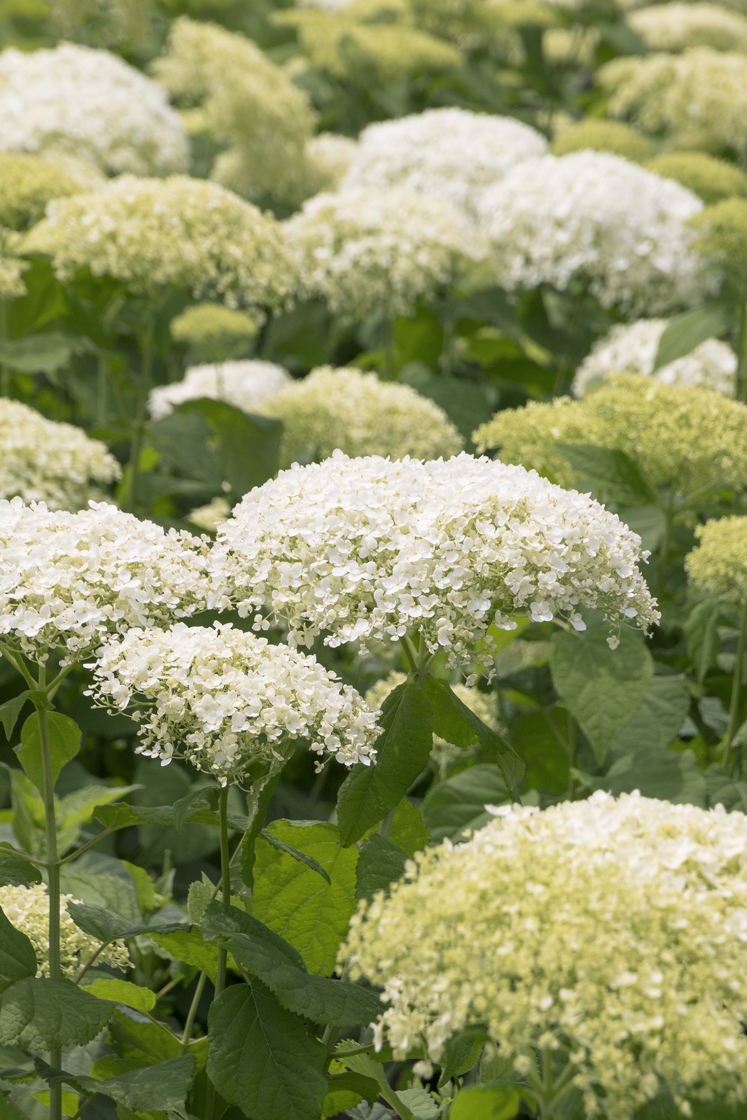 Seaside Serenade® Bar Harbor Hydrangea, Monrovia Plant