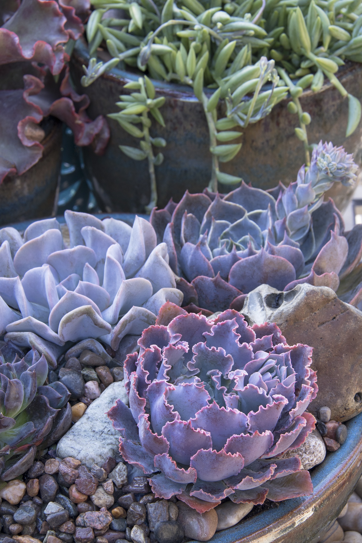 Neon Breakers Hens and Chicks, Echeveria 'Neon Breakers' PP #21,406