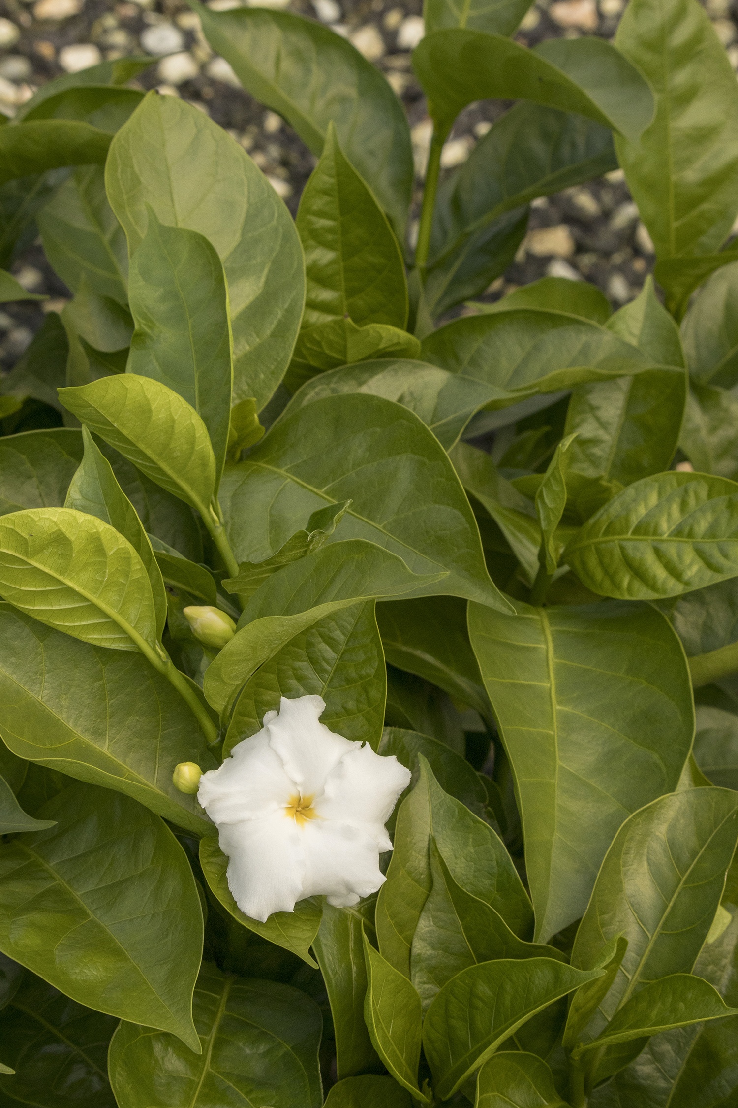 Double-Flowering Crape Jasmine, Tabernaemontana divaricata 'Flore Pleno'