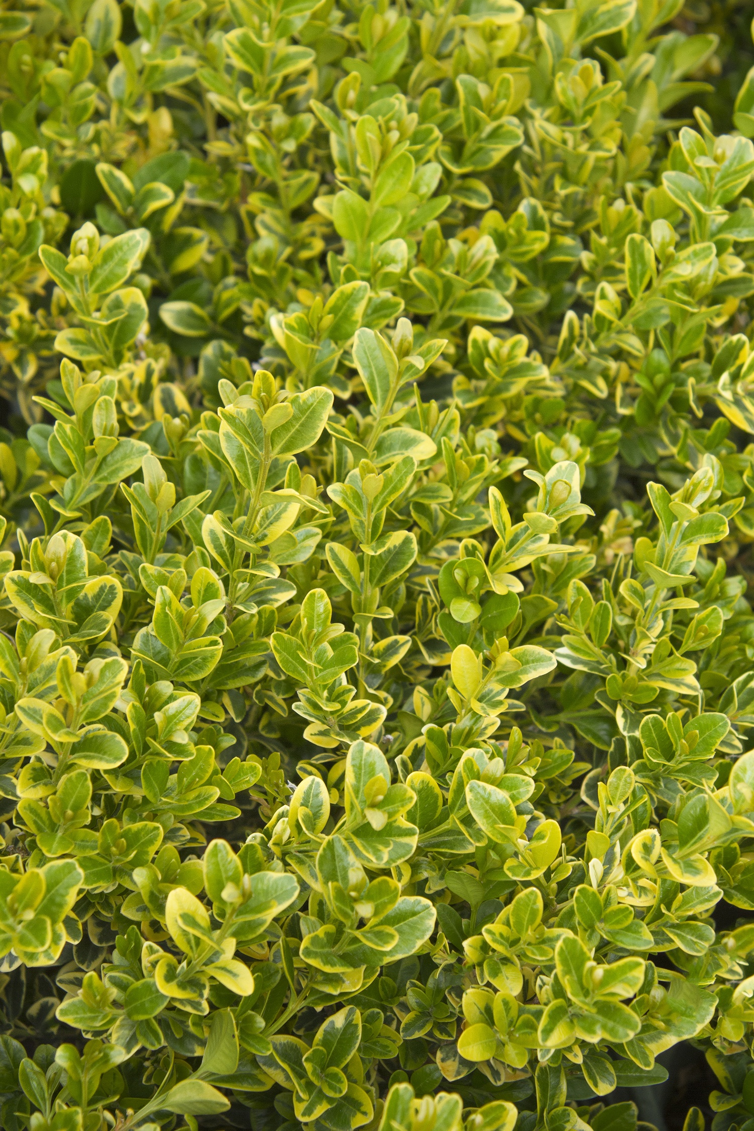 Golden Triumph Boxwood, Buxus microphylla 'Golden Triumph', Monrovia Plant
