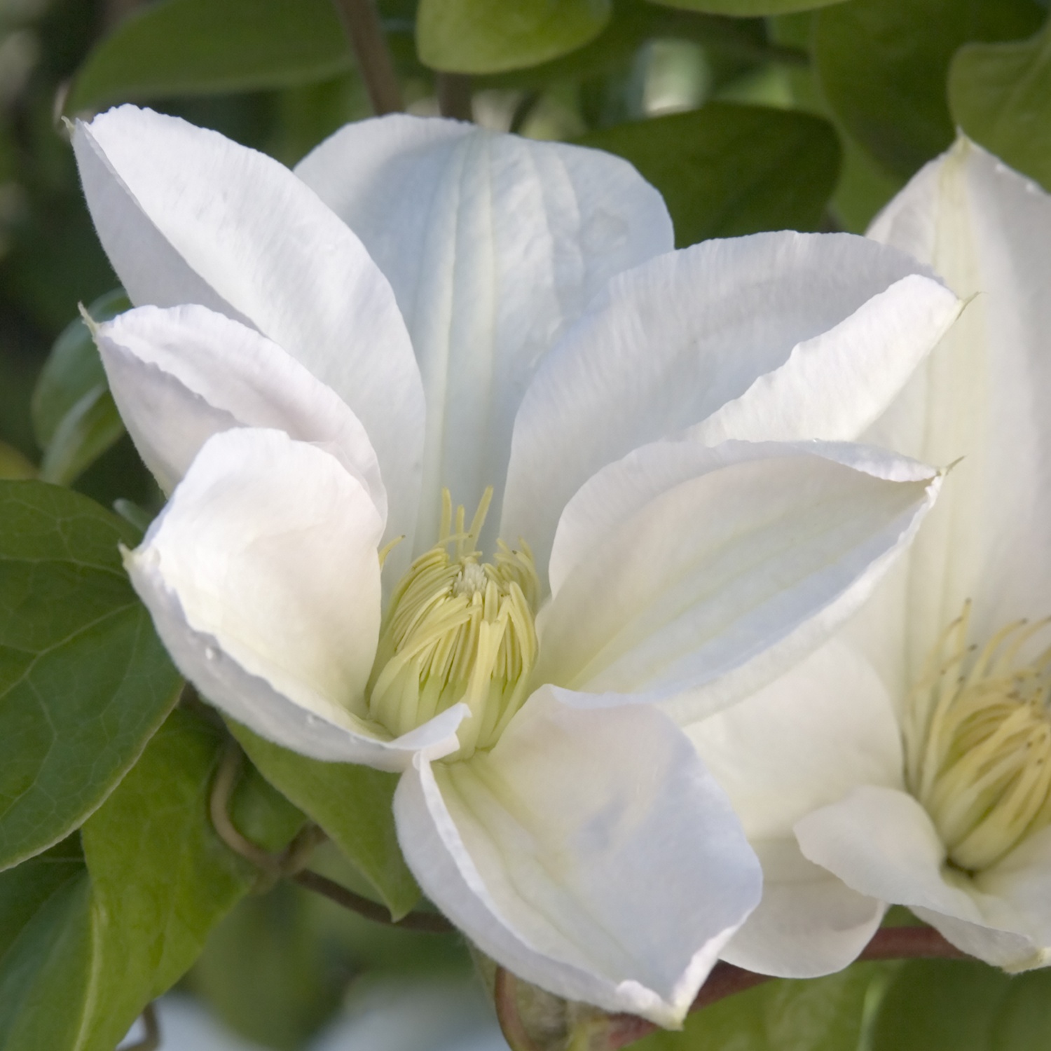 White Flowering Clematis, Clematis lanuginosa 'Candida', Monrovia Plant