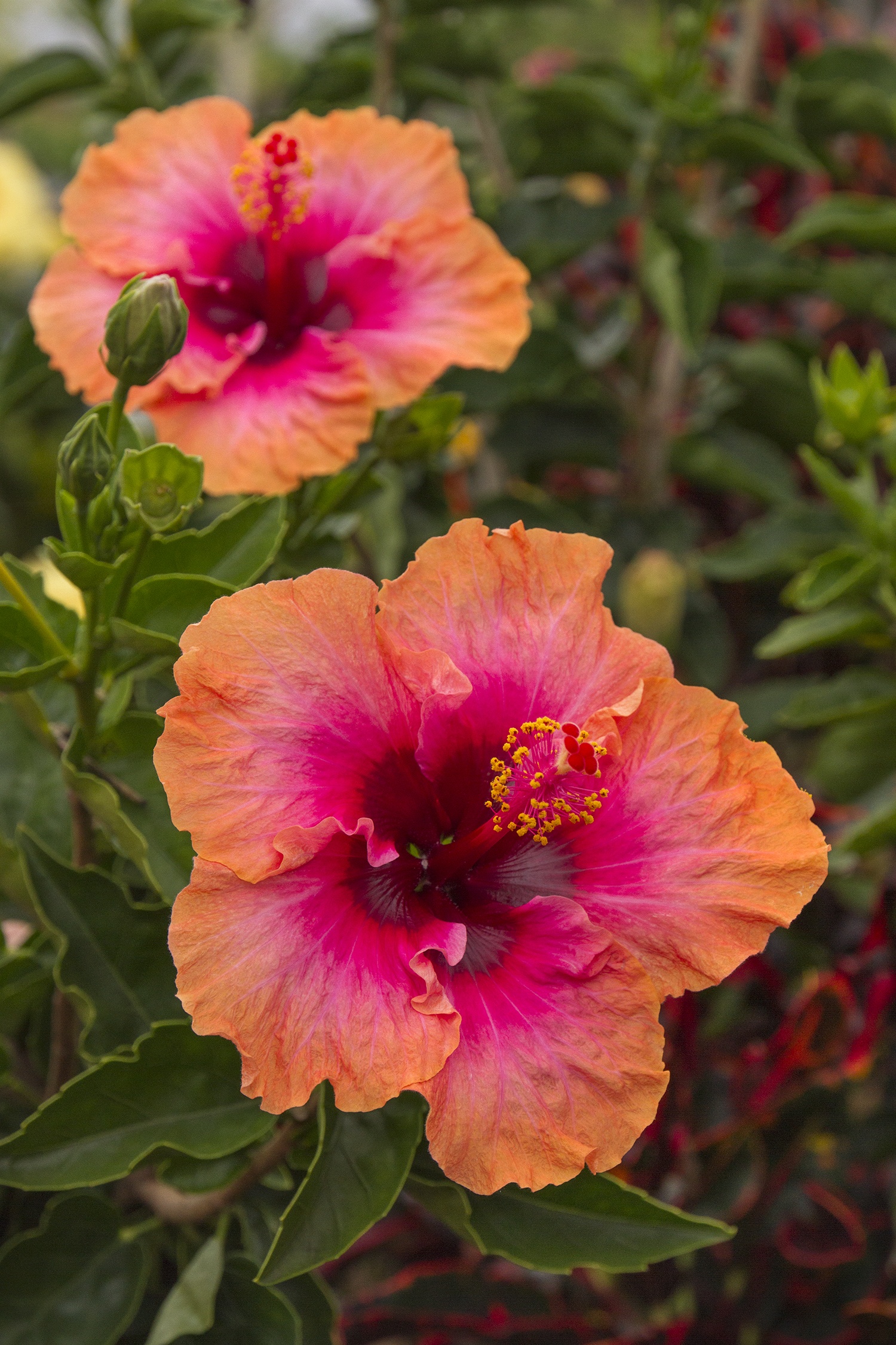 Erin Rachel Hibiscus, Hibiscus rosa-sinensis 'Erin Rachel', Monrovia Plant