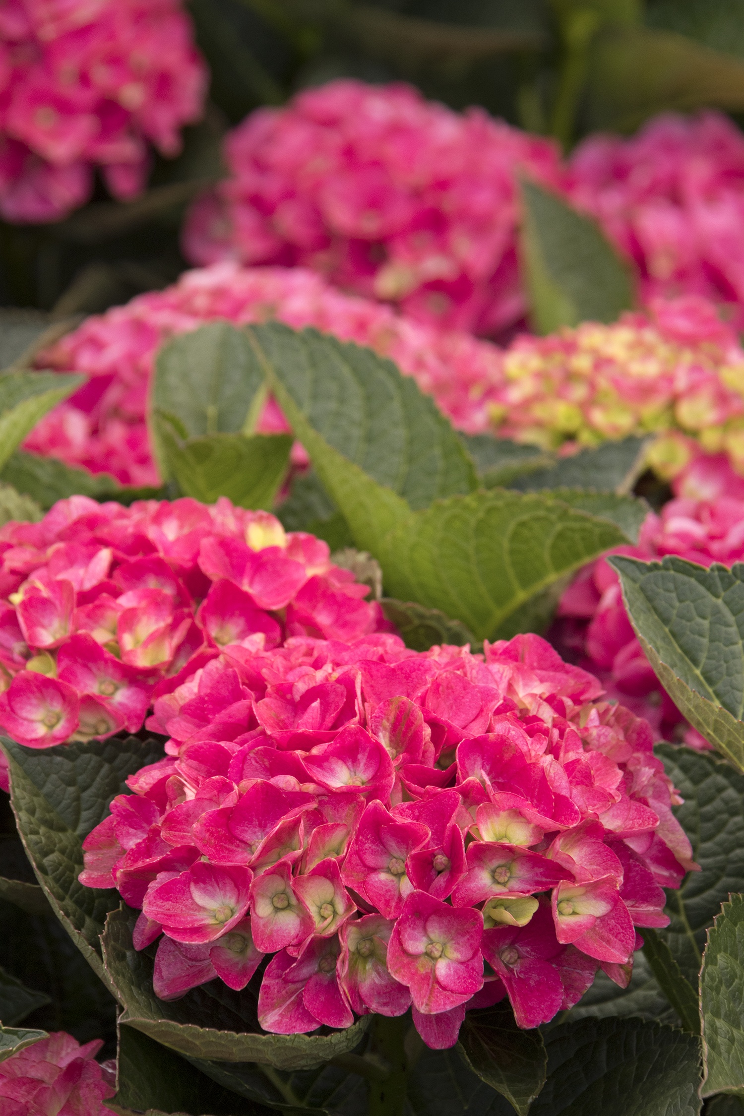 Seaside Serenade® Martha's Vineyard Hydrangea, Monrovia Plant