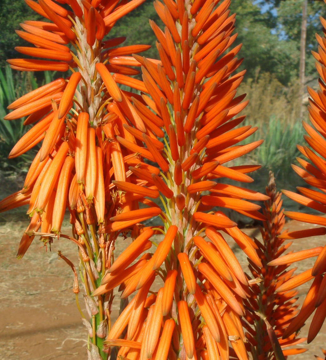 Safari Orange Aloe, Aloe hybrid 'ANDora' PP #28,003, Monrovia Plant