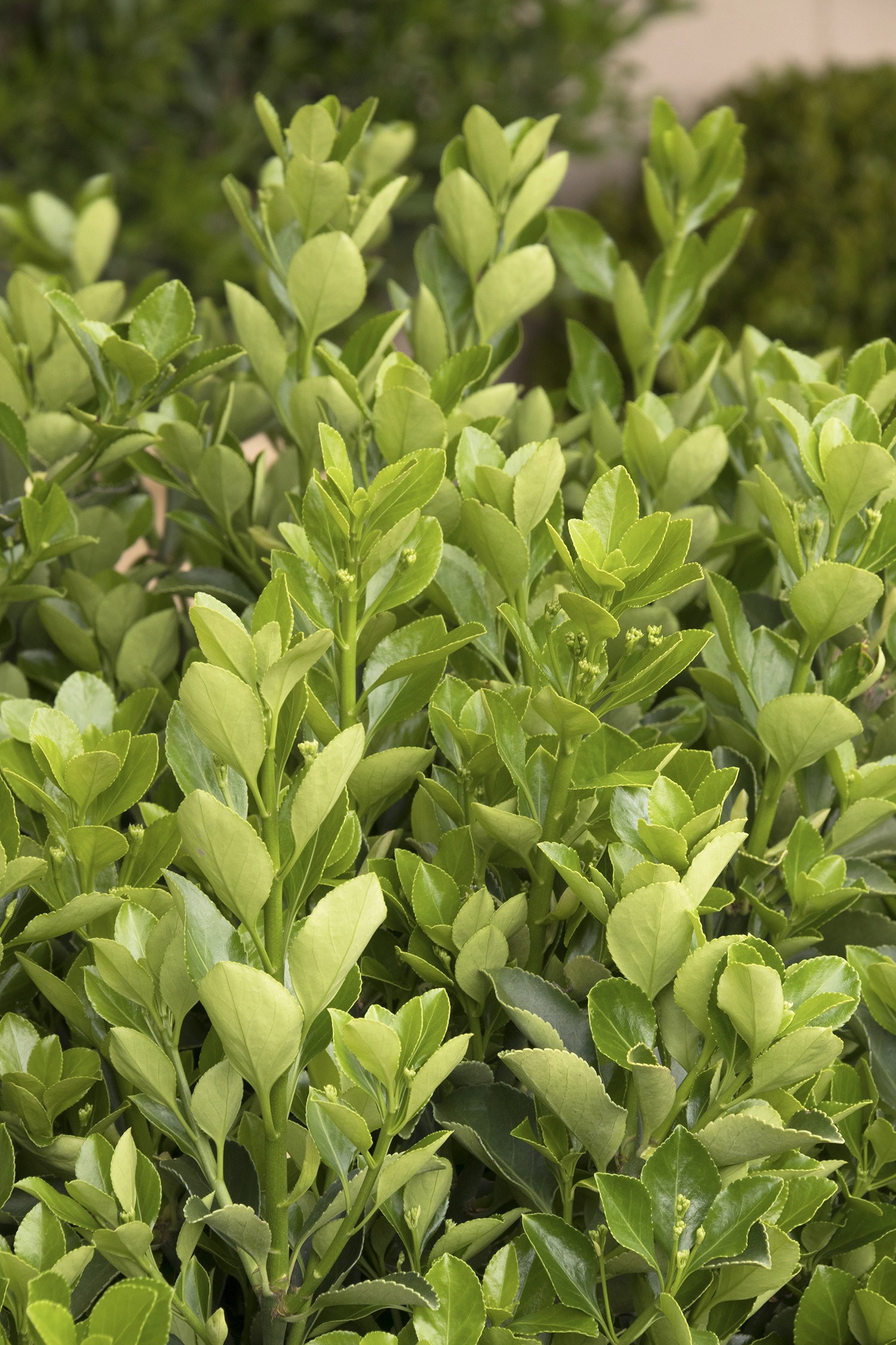 Japanese Euonymus, Euonymus japonicus 'Grandifolius', Monrovia Plant