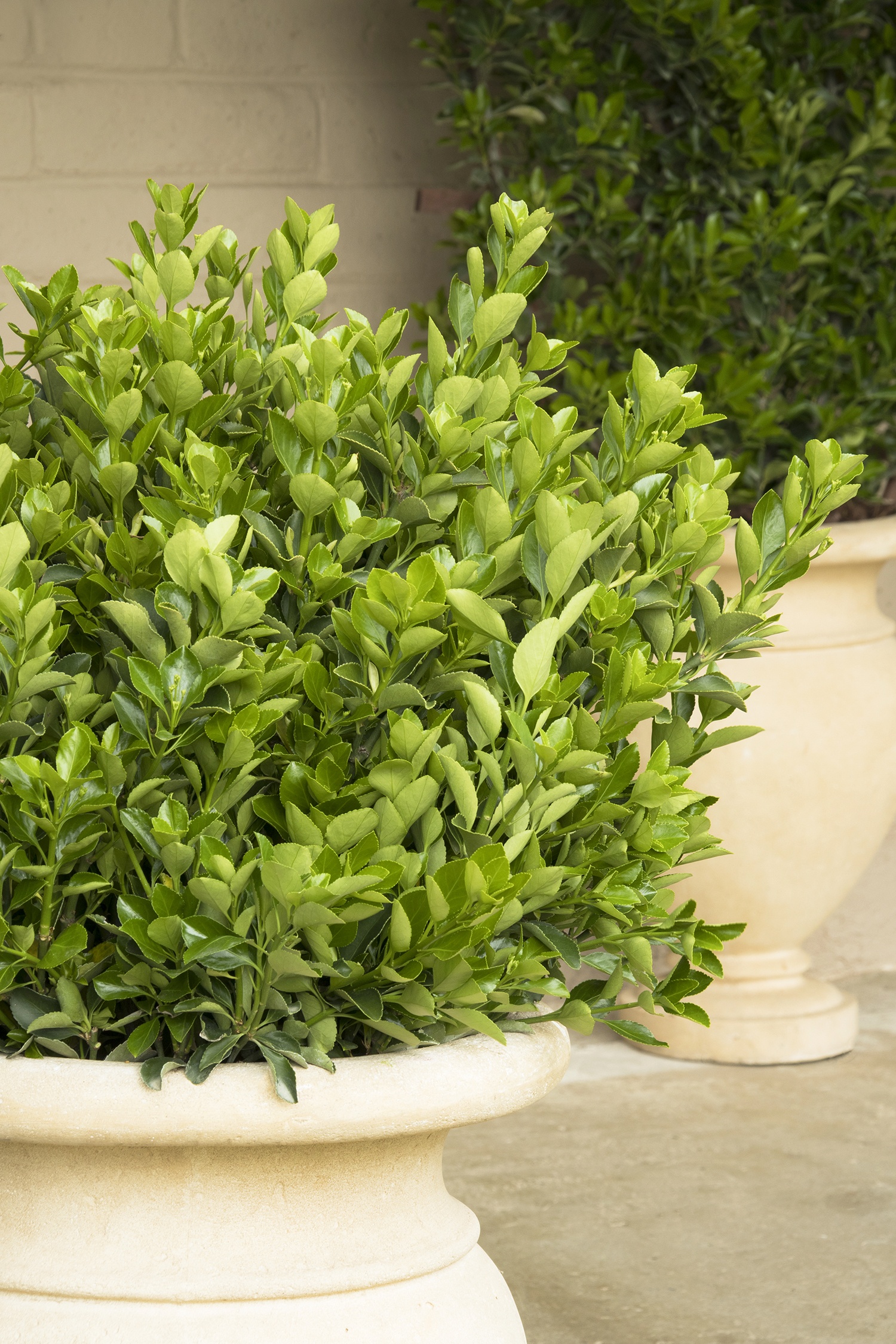 Japanese Euonymus, Euonymus japonicus 'Grandifolius', Monrovia Plant