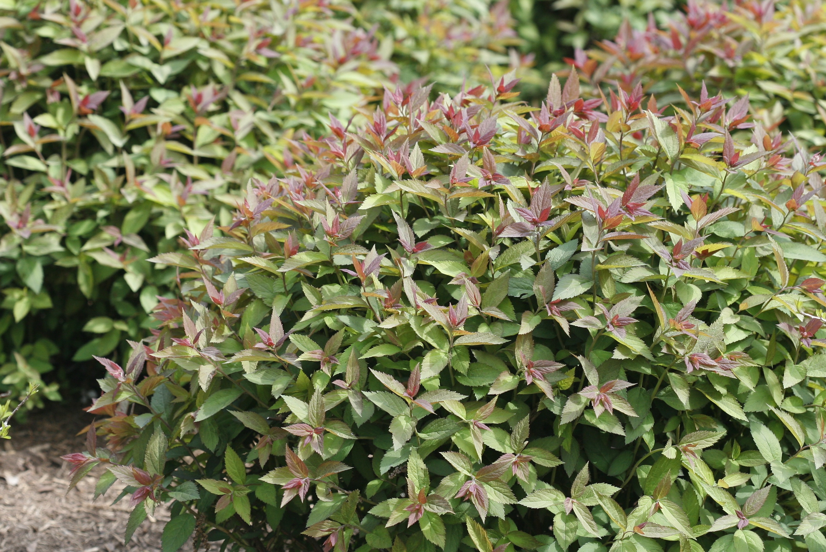 Double Play® Red Spirea, Spiraea japonica 'SMNSJMFR' PP #26,993; CPBRAF