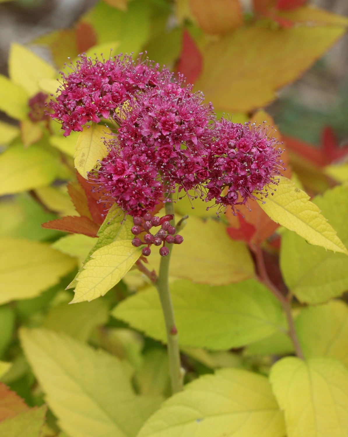 Double Play® Candy Corn® Spirea, Monrovia Plant