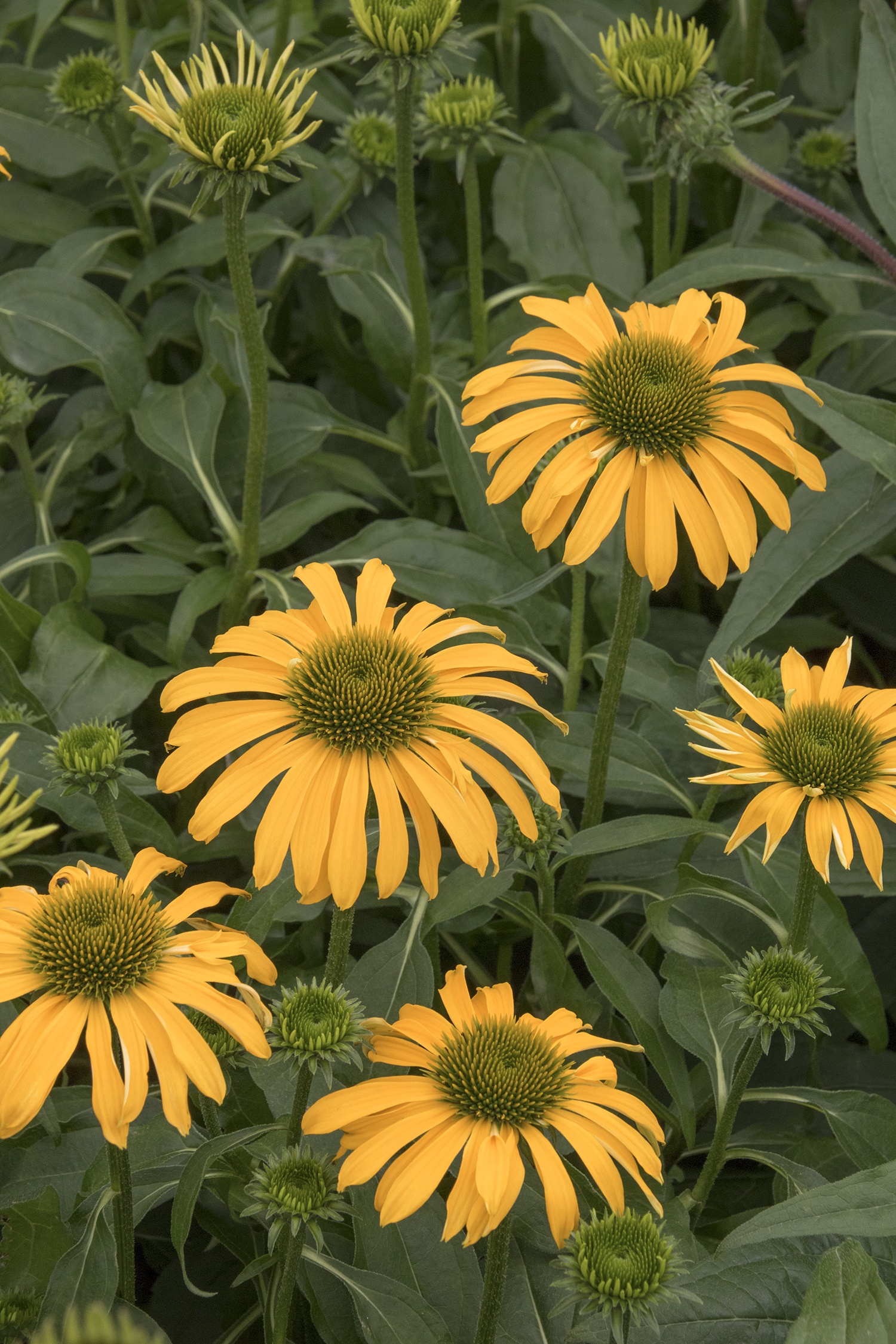 Evolution™ Yellow Falls Coneflower, Monrovia Plant