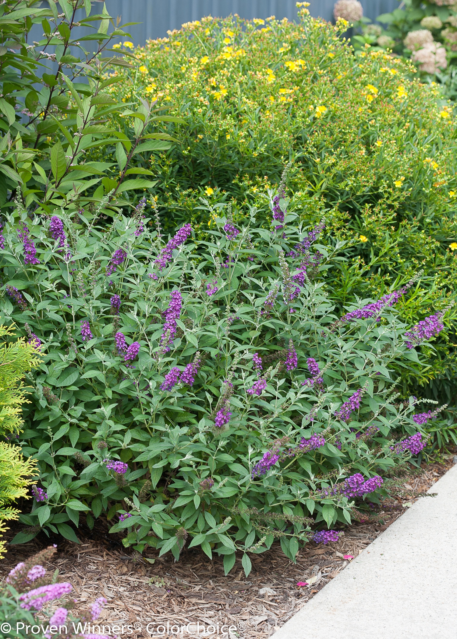 Miss Violet Butterfly Bush, Monrovia Plant