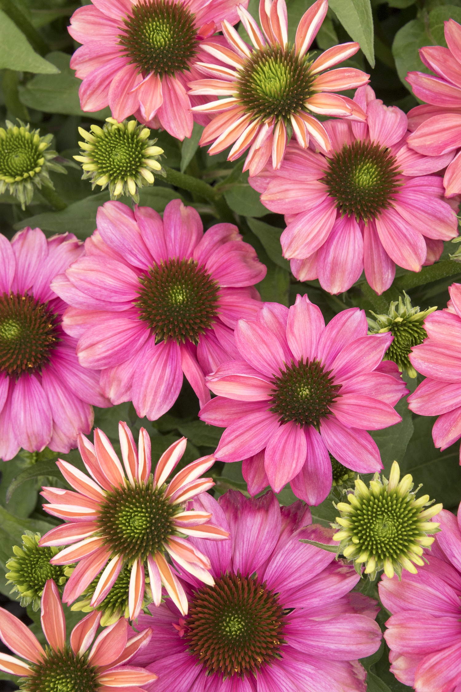 Evolution™ Colorific™ Coneflower, Monrovia Plant