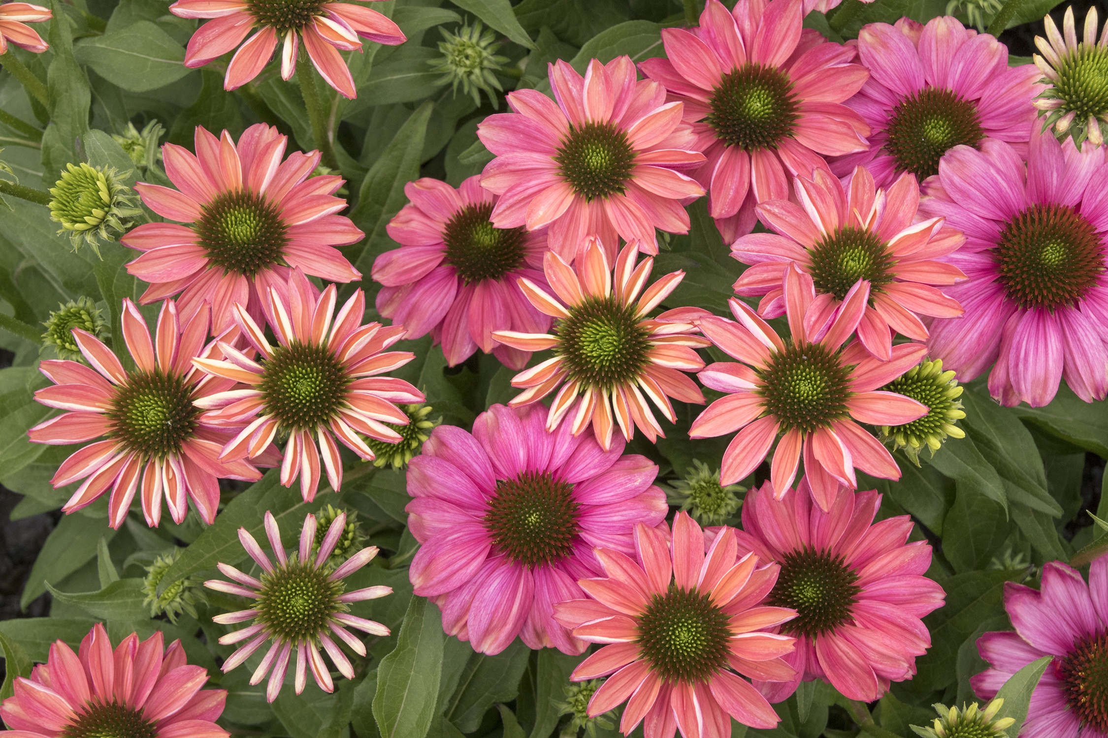 Evolution™ Colorific™ Coneflower, Monrovia Plant