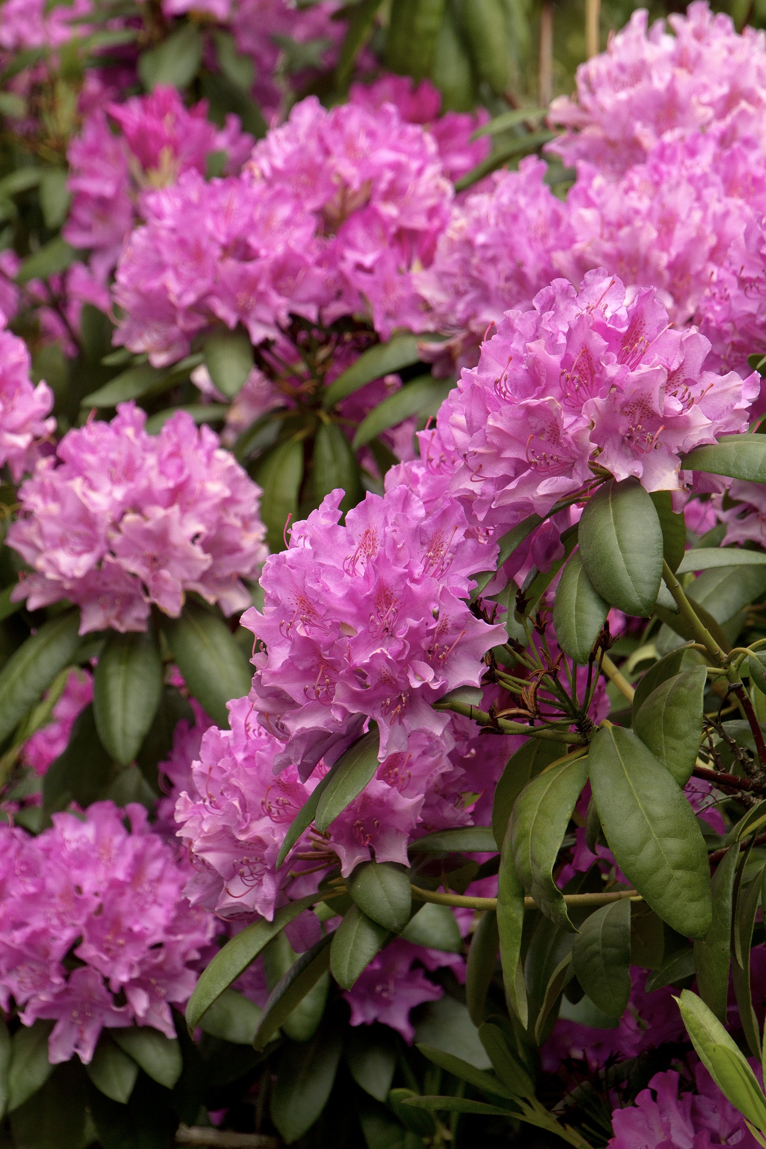 Roseum Elegans Rhododendron, Rhododendron x 'Roseum Elegans' (H-1)