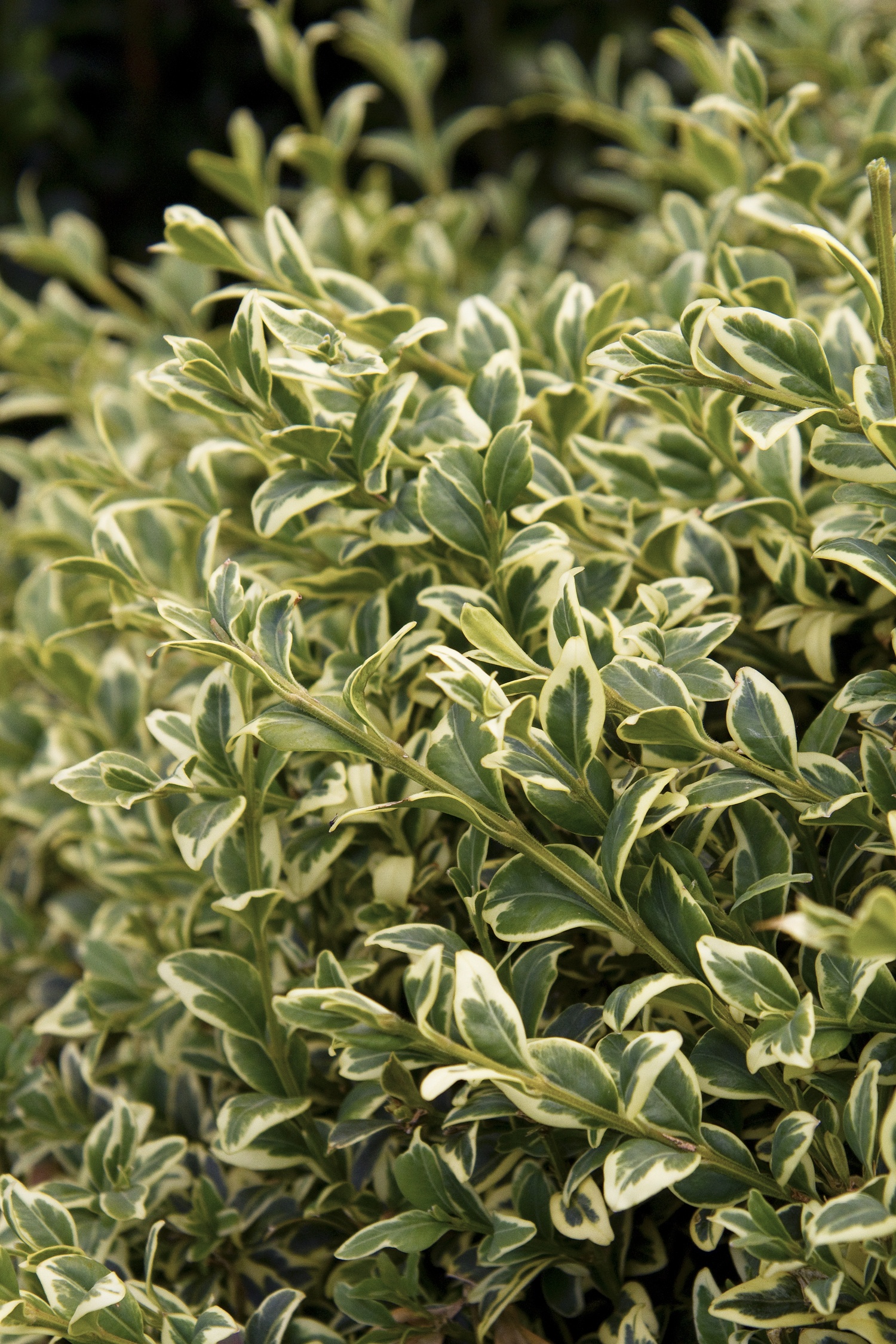 Variegated English Boxwood, Buxus sempervirens 'Variegata', Monrovia Plant