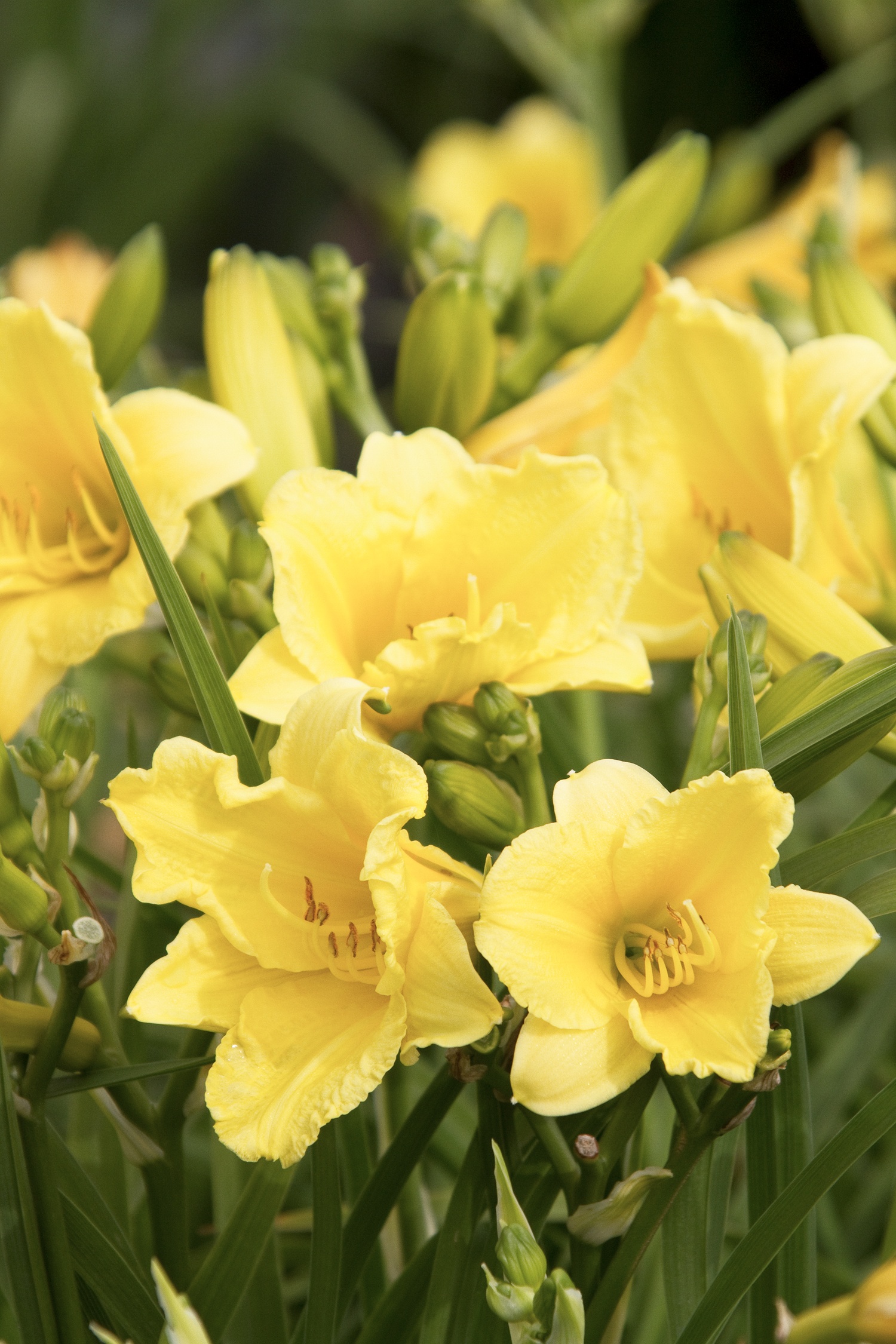 Happy Returns Dwarf Daylily, Hemerocallis x 'Happy Returns', Monrovia Plant