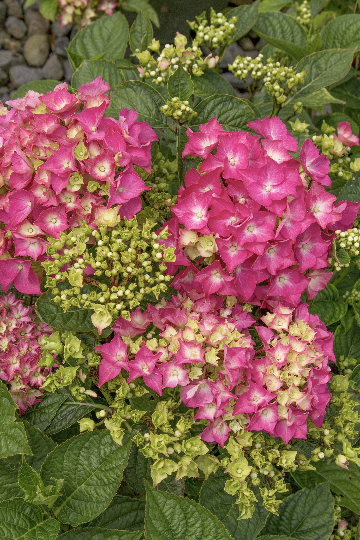 Pink Elf® French Hydrangea, Hydrangea macrophylla 'Pia', Monrovia Plant