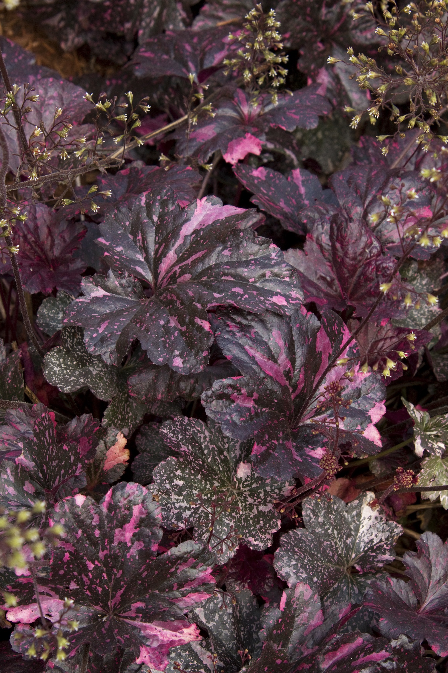 Midnight Rose Heuchera, Heuchera x 'Midnight Rose' PP #18,551