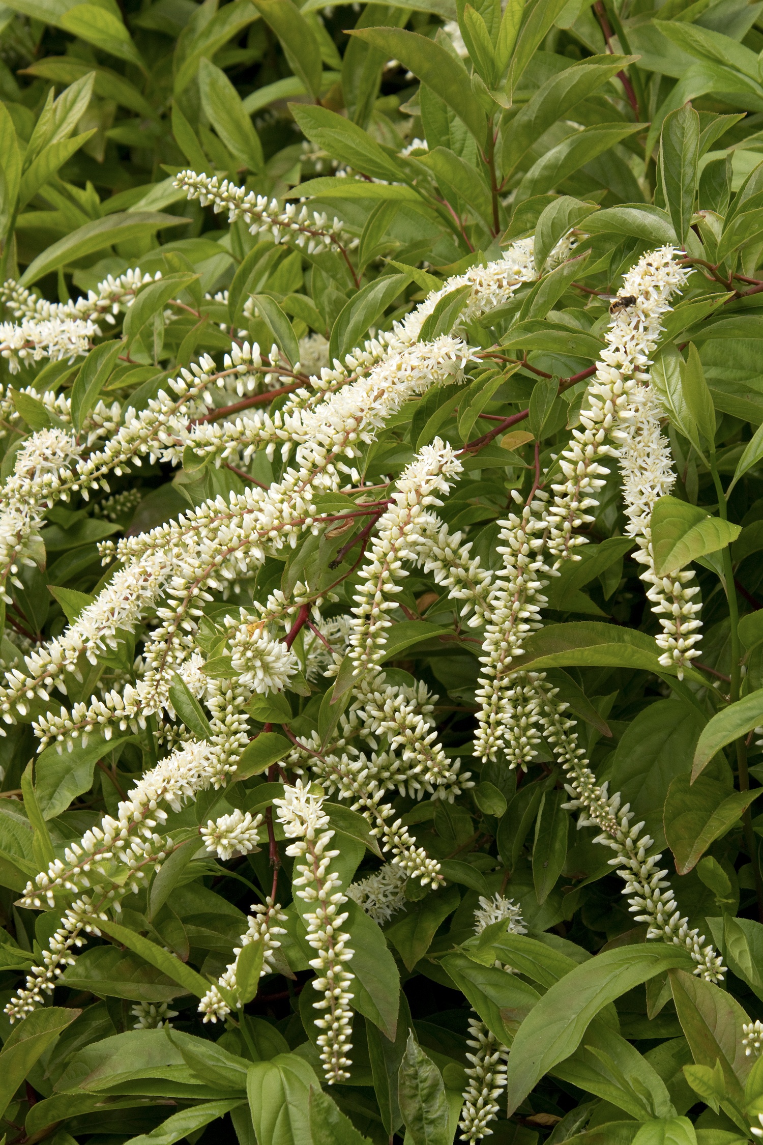 Henry's Garnet Sweetspire, Itea virginica 'Henry's Garnet', Monrovia Plant