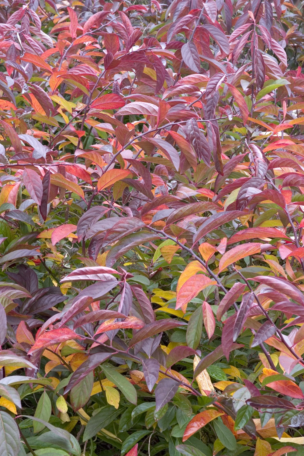 Henry's Garnet Sweetspire, Itea virginica 'Henry's Garnet', Monrovia Plant