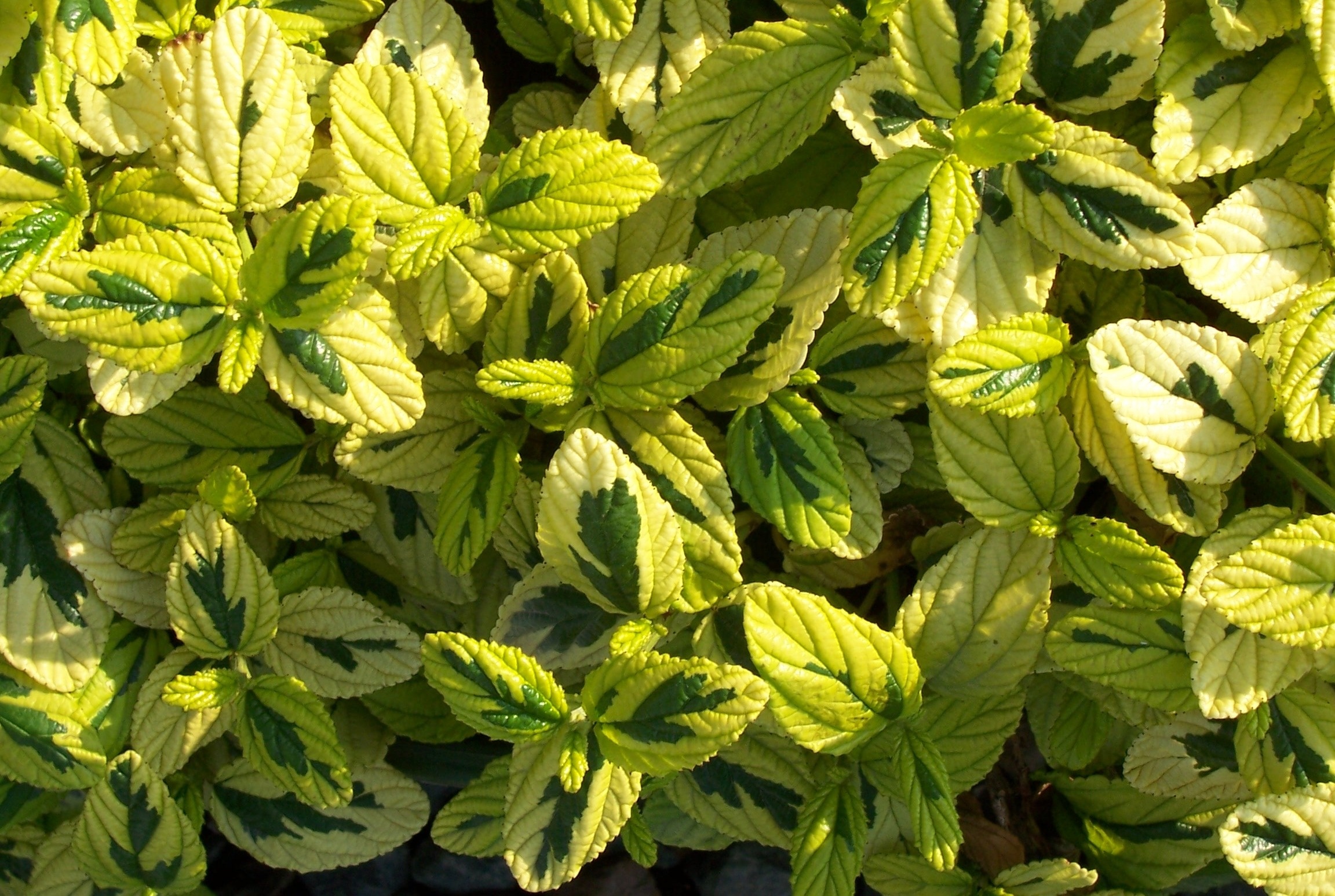 Diamond Heights Variegated Carmel Creeper, Monrovia Plant