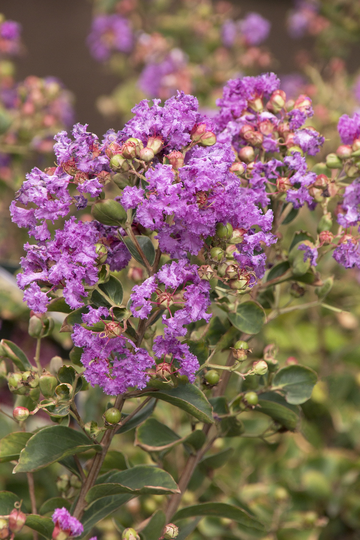 Catawba Crape Myrtle, Lagerstroemia indica 'Catawba', Monrovia Plant